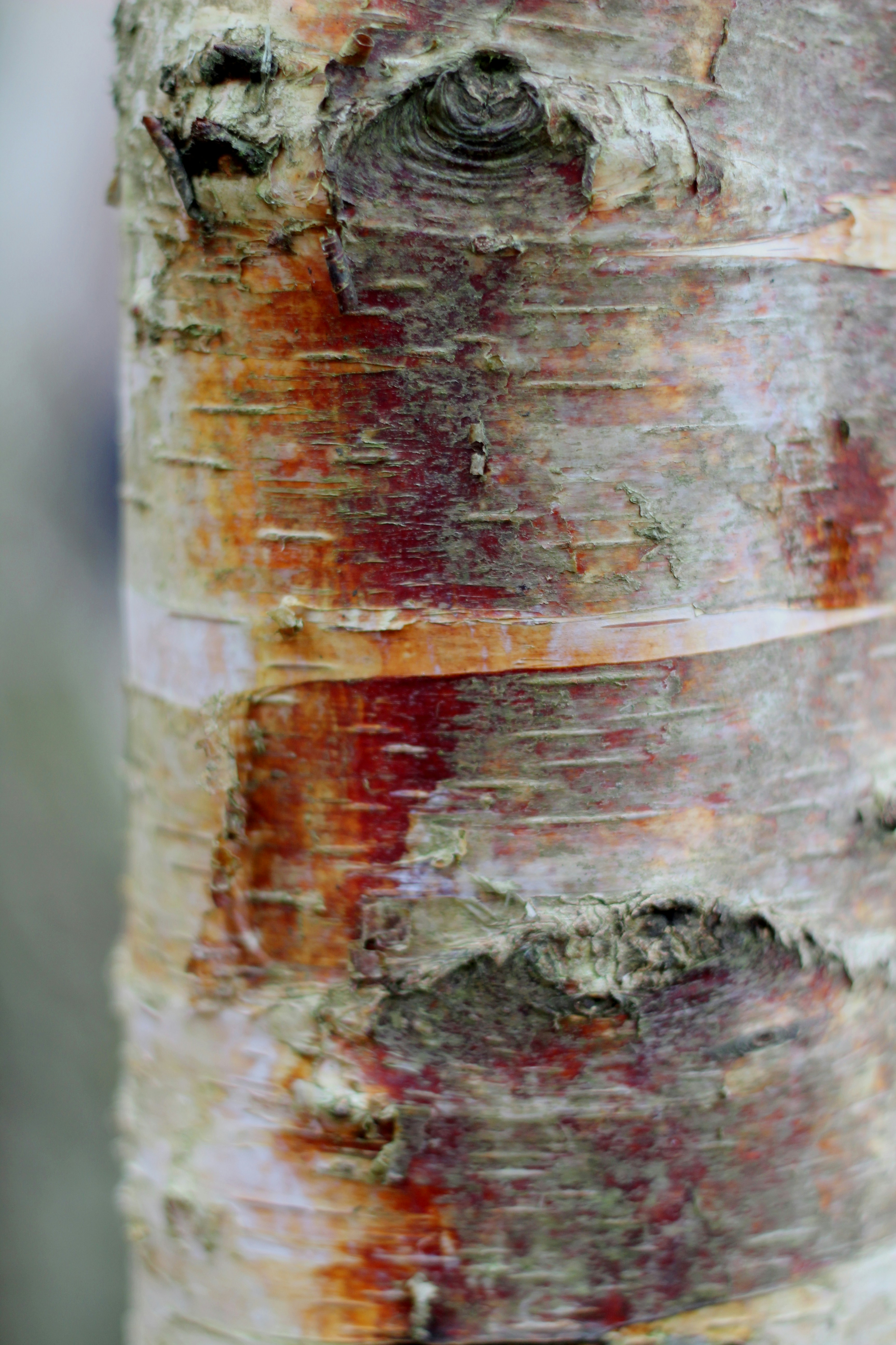 Bark in Bloom: A Close-Trim of Tree Texture and Color