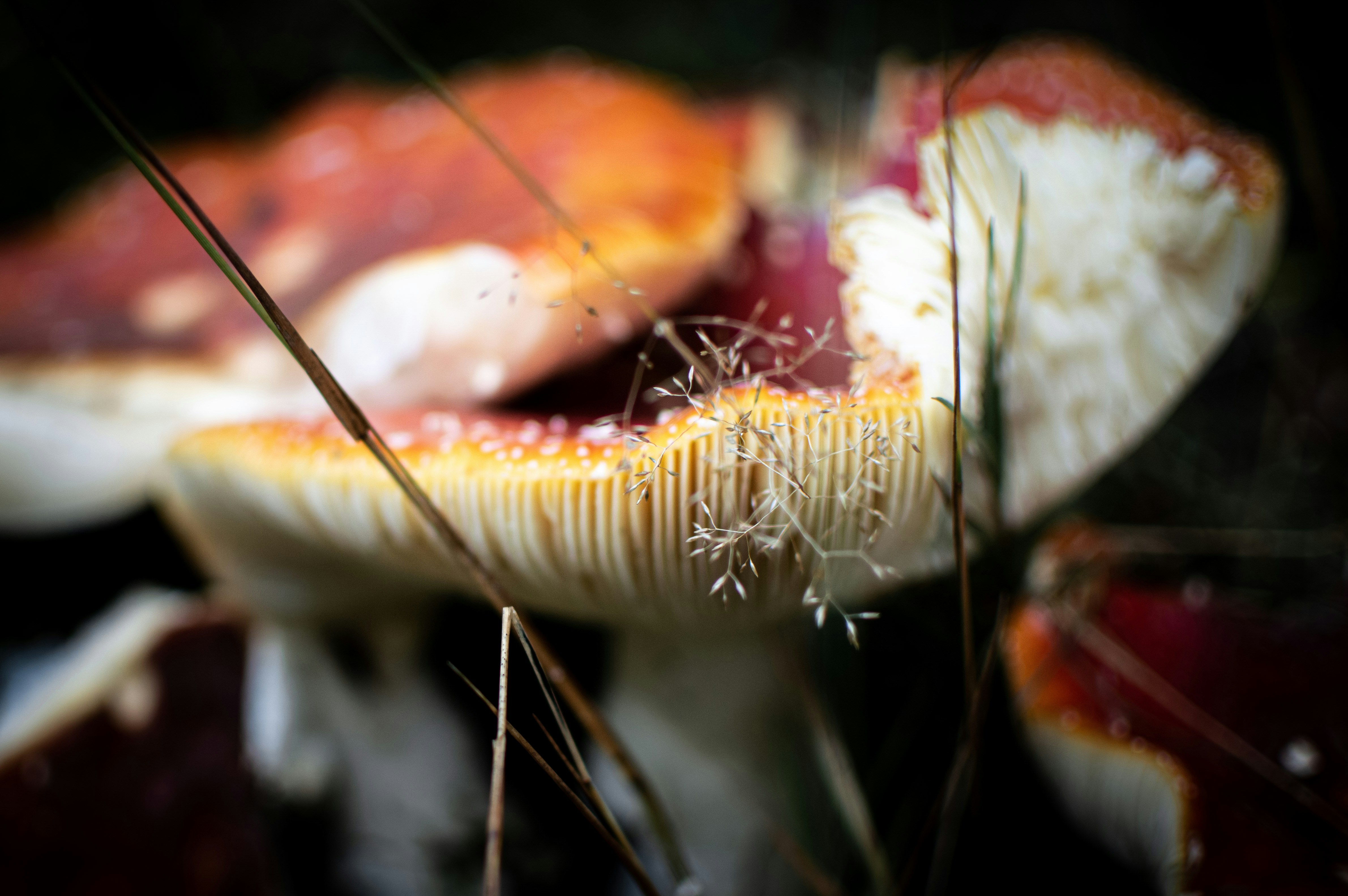 Vibrant red mushrooms emerge from the forest floor, surrounded by delicate grass and soft light filtering through the trees.