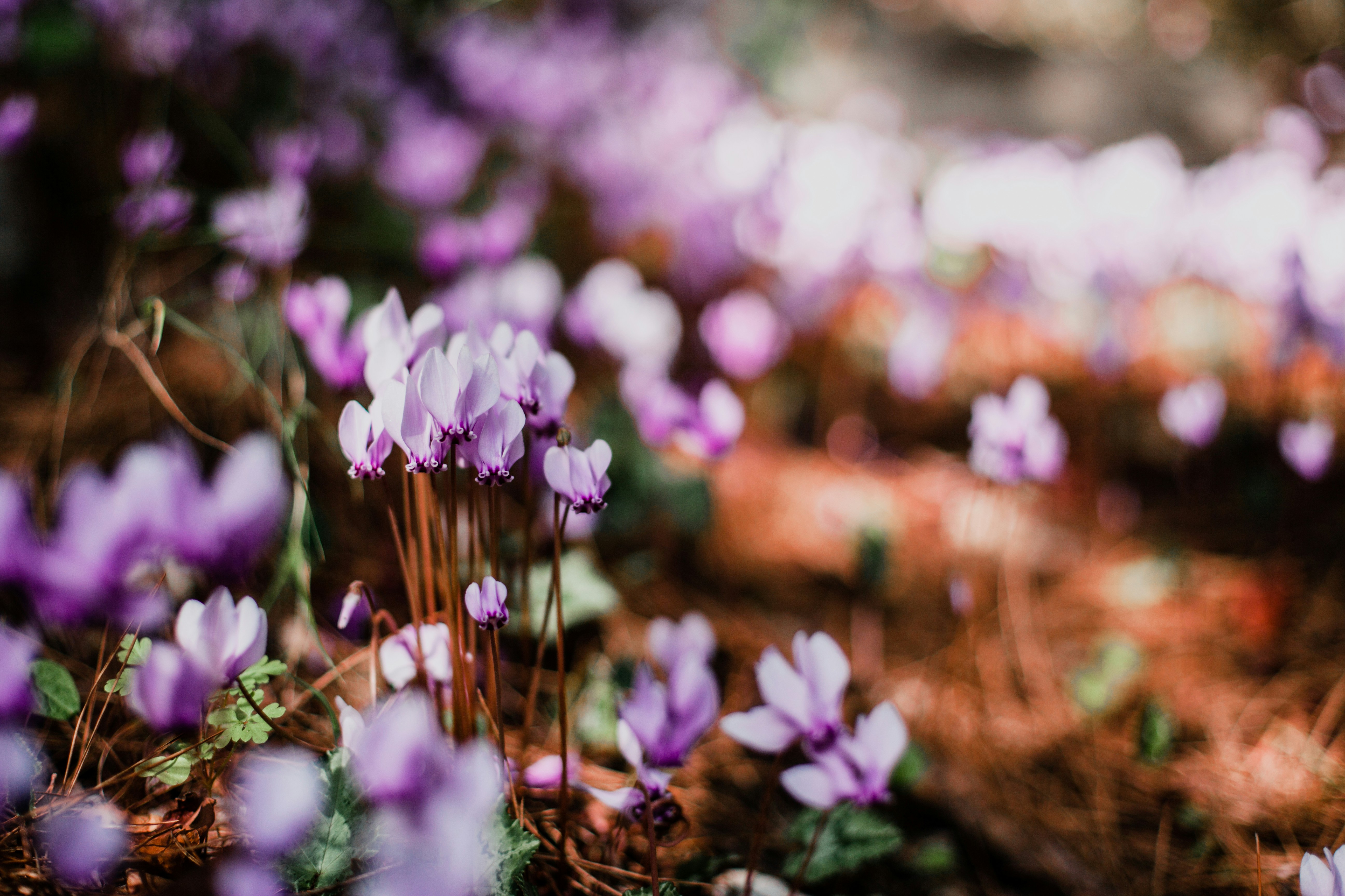 Delicate purple cyclamen flowers emerge from a carpet of pine needles, creating a serene woodland scene. The soft focus enhances the tranquil atmosphere.