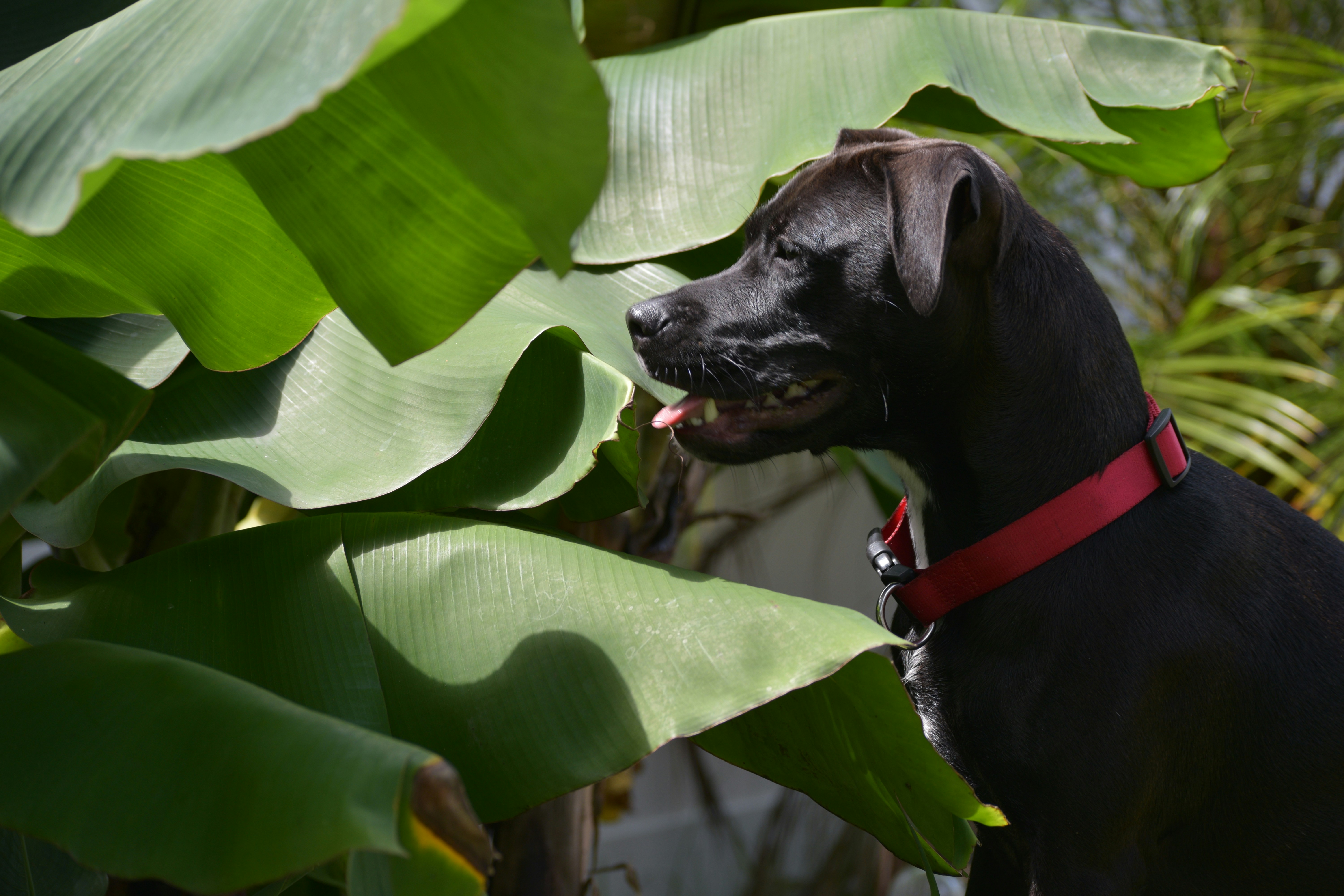 Red-Collared Labrador Pauses Among Giant Tropical Leaves