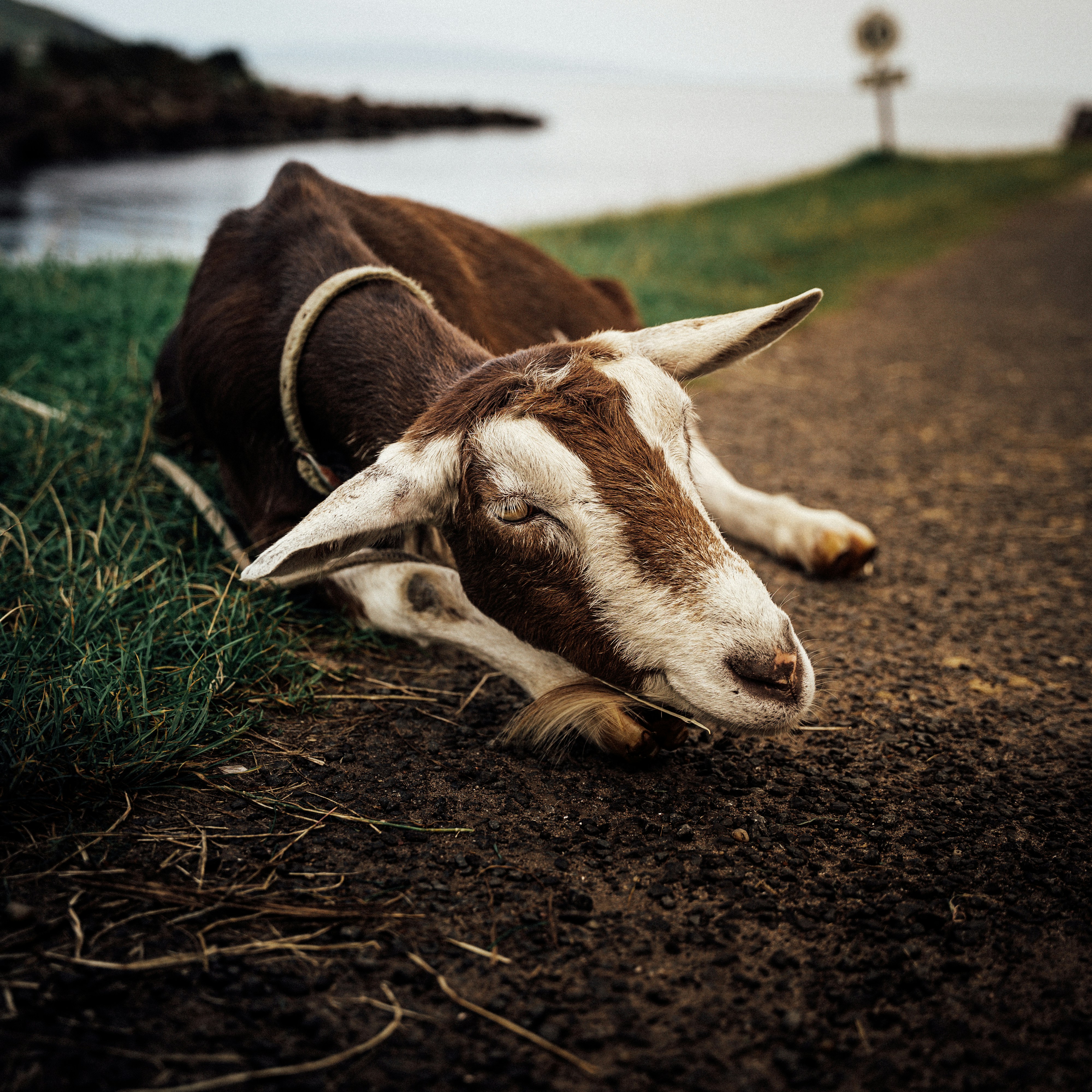 Dozing on the Path: A Goatside Moment by the Shore