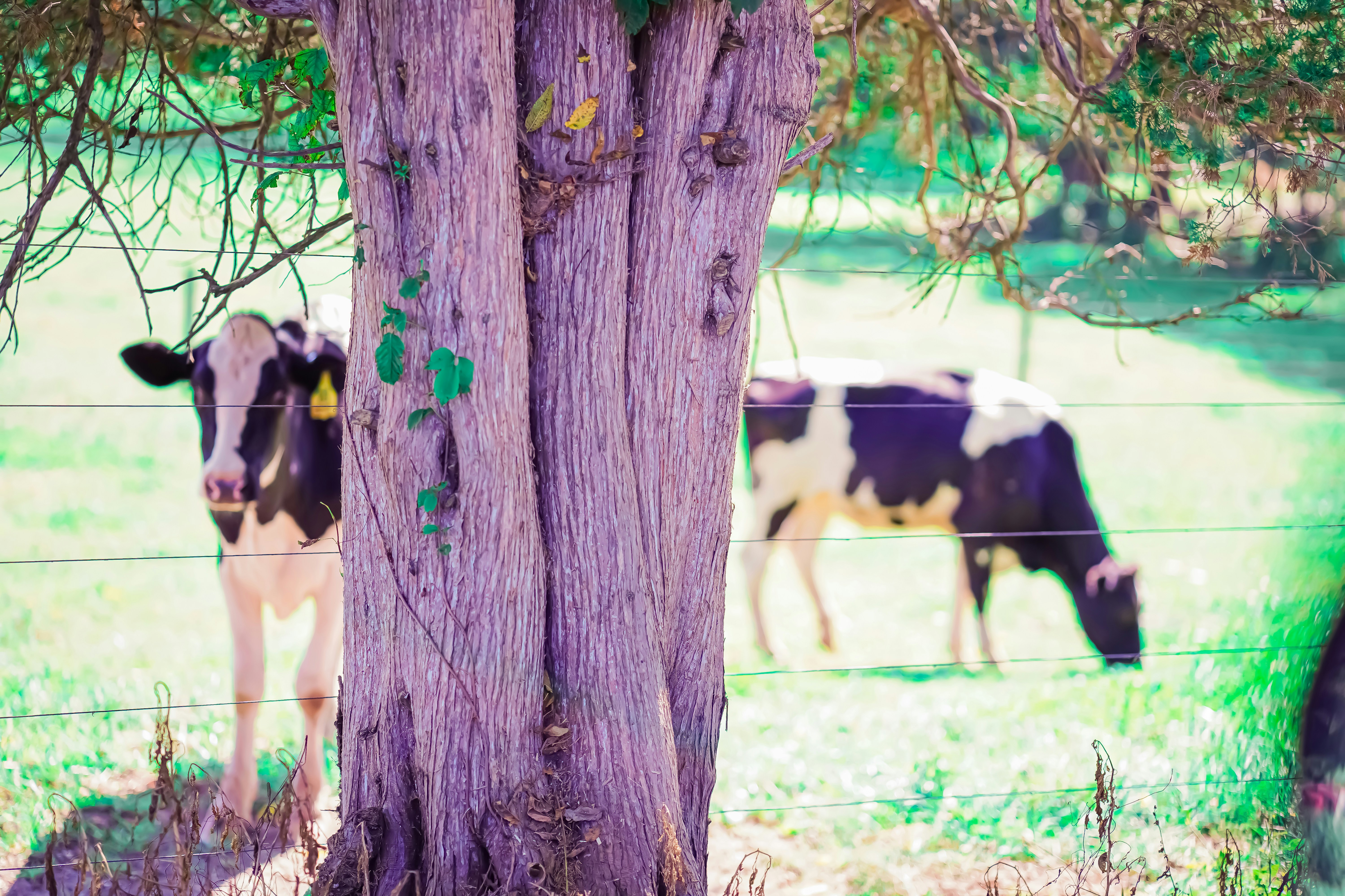 A pair of cows grazing peacefully in a sunlit pasture, framed by a sturdy tree trunk and barbed wire fence.