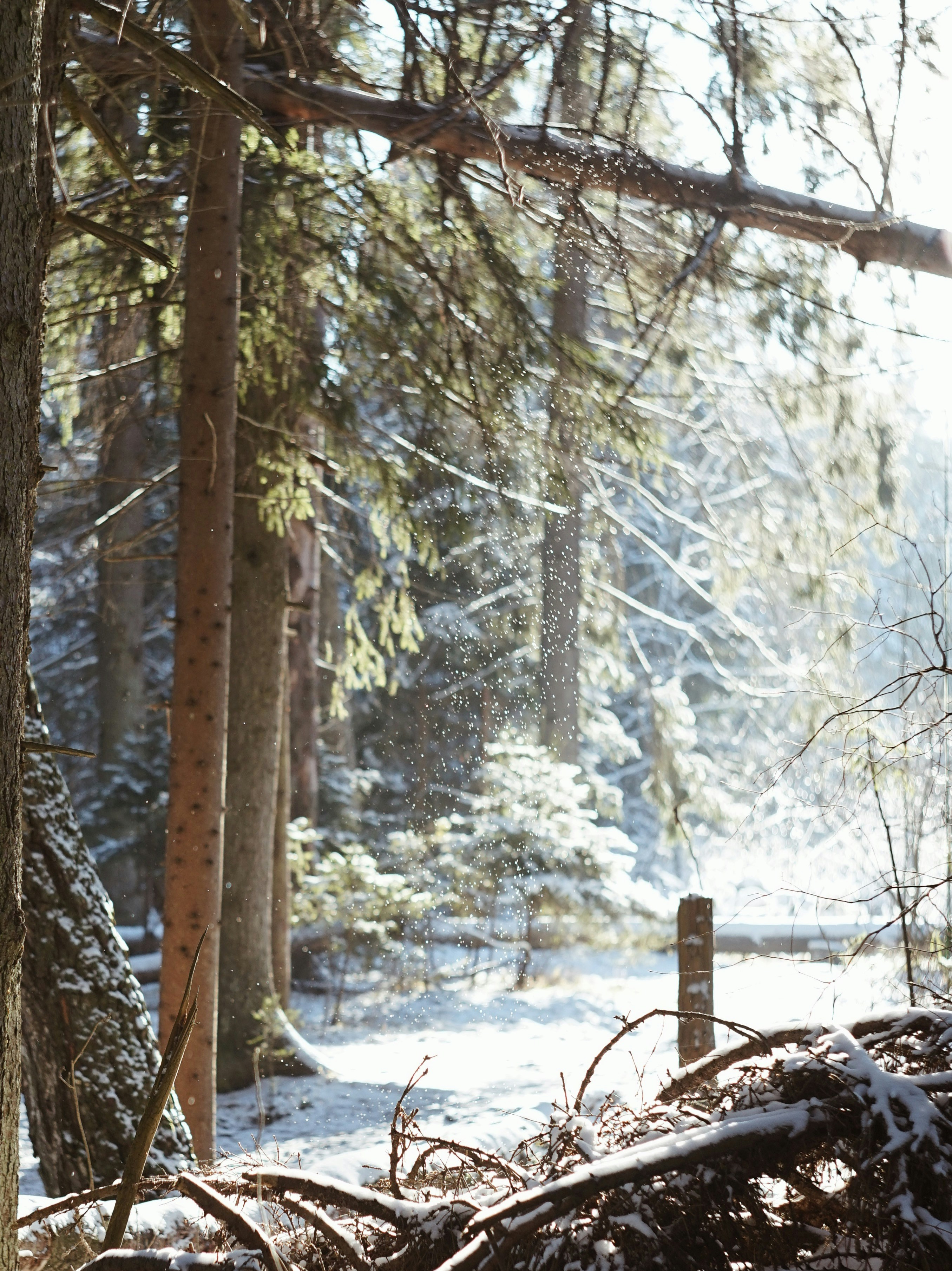 Snow Dust in the Pines: Sunlit Forest Path