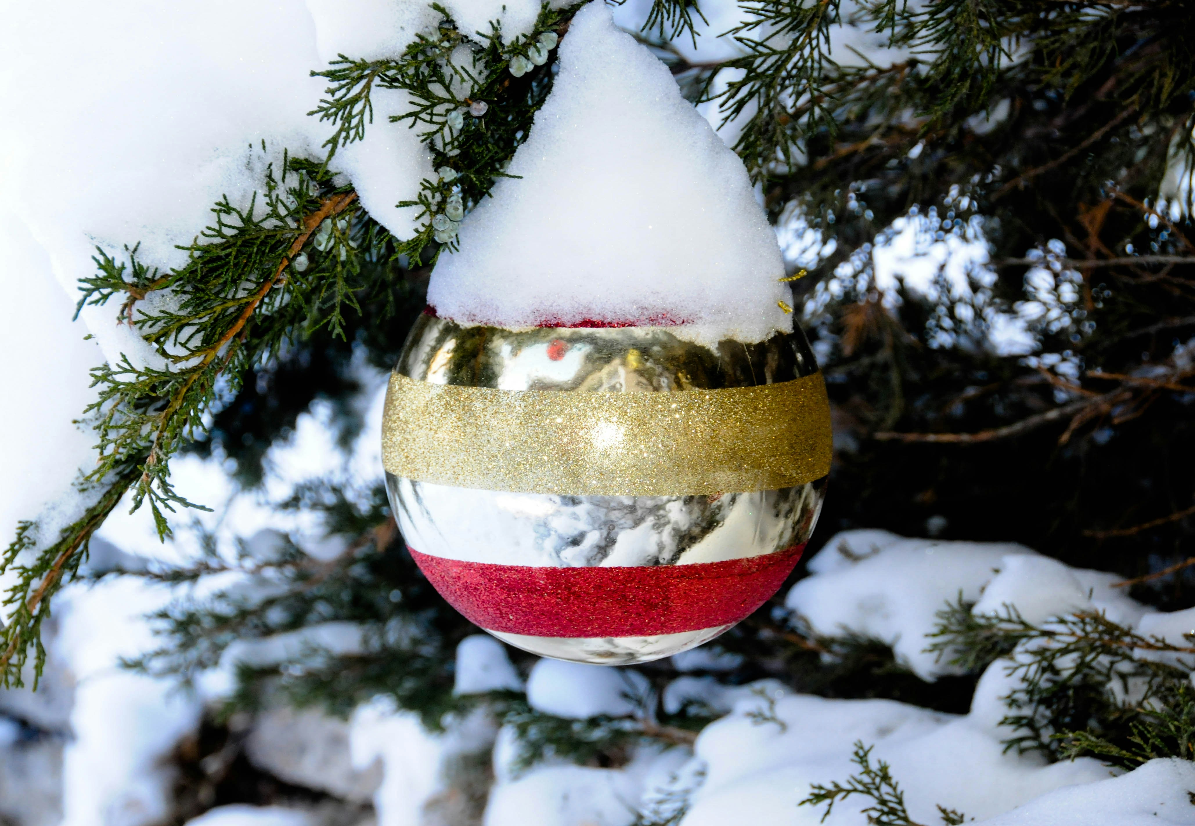 Snow-kissed Ornament: Gold, White, and Red Stripes on a Frosted Spruce