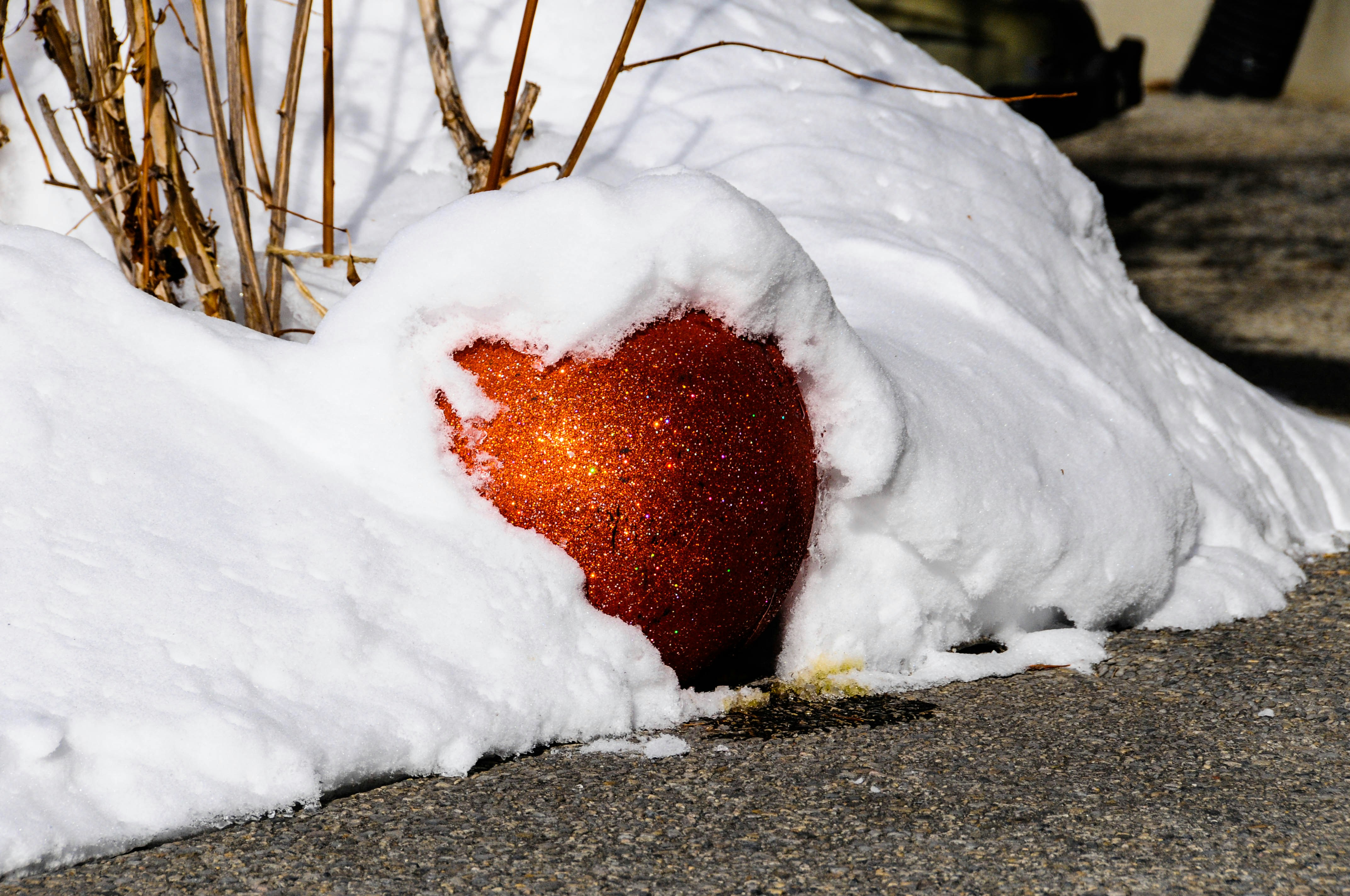 Brown round fruit covered with snow photo – Free Calgary Image on Unsplash