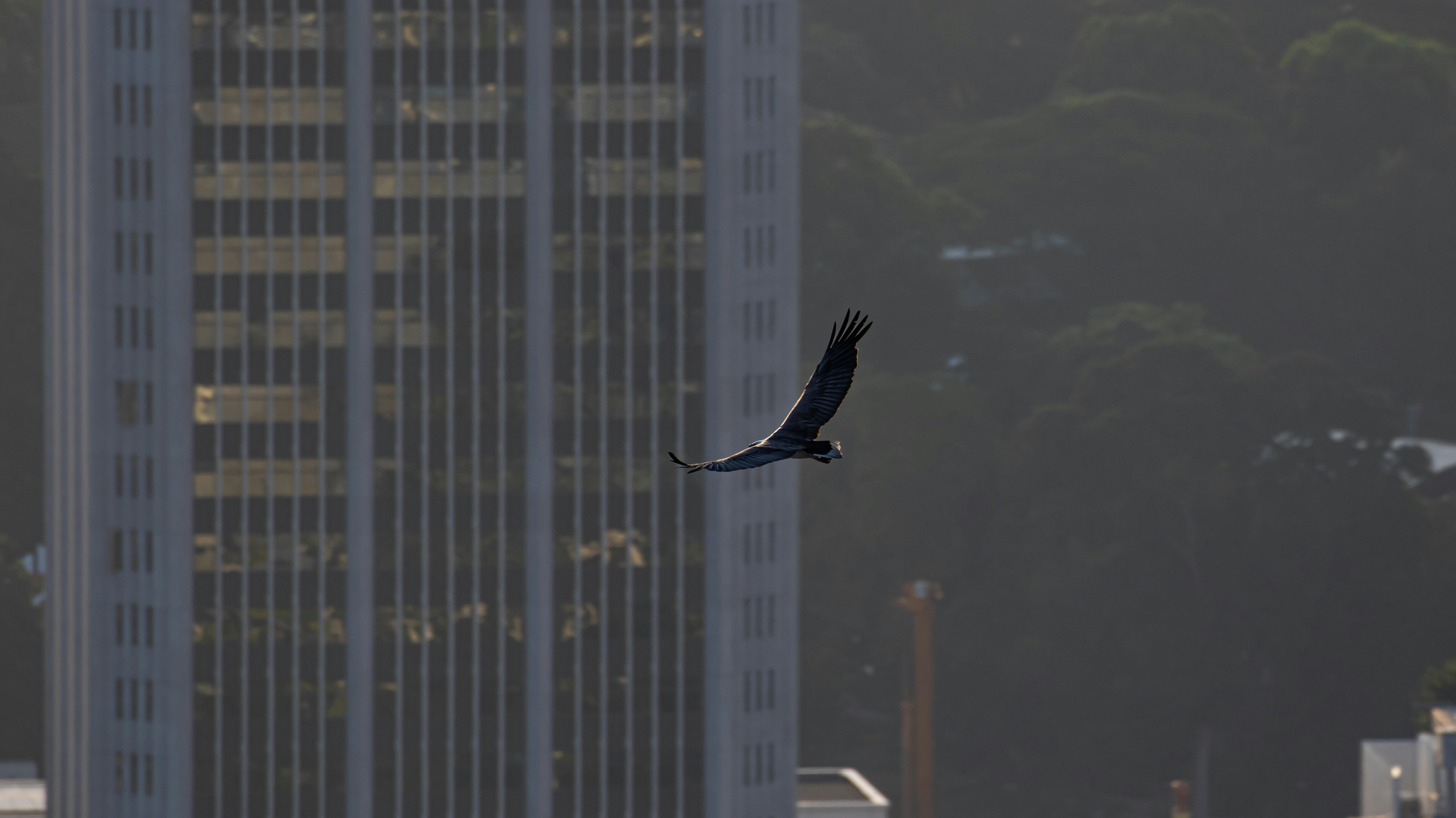 Black bird flying over city buildings during daytime photo – Free ...