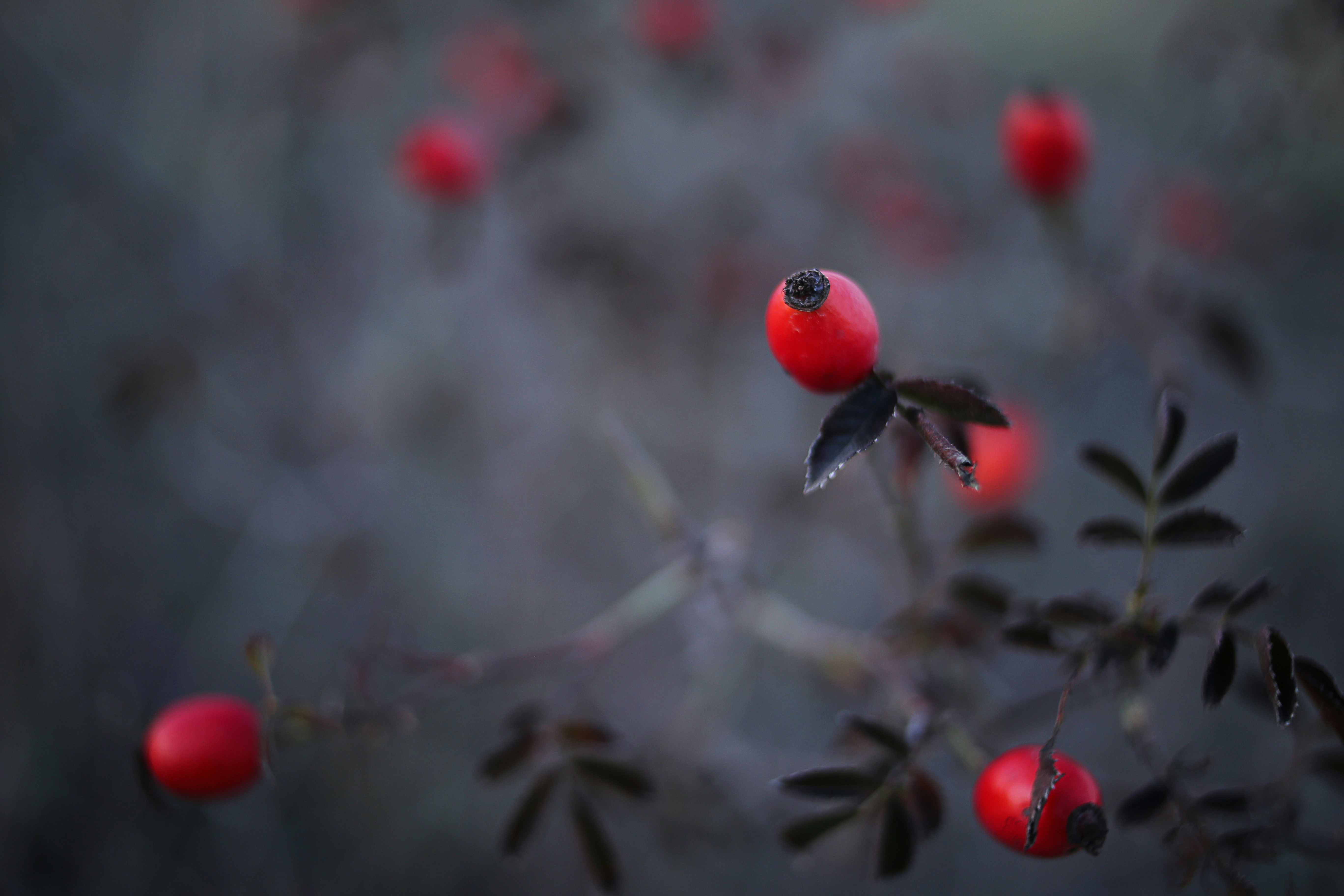 red round fruits in tilt shift lens