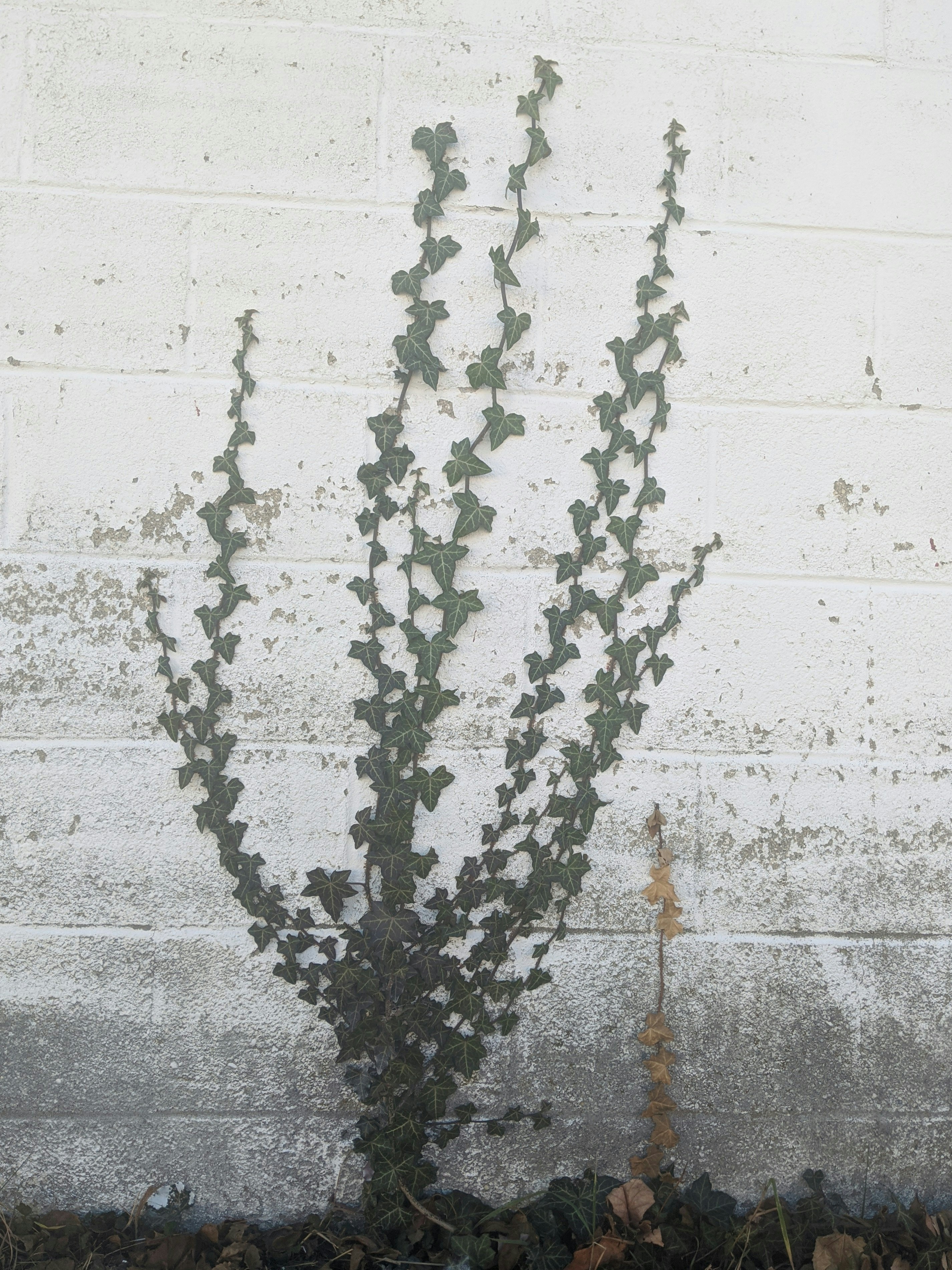 Ivy Risers: Vertical Green Fingers on a Weathered Wall