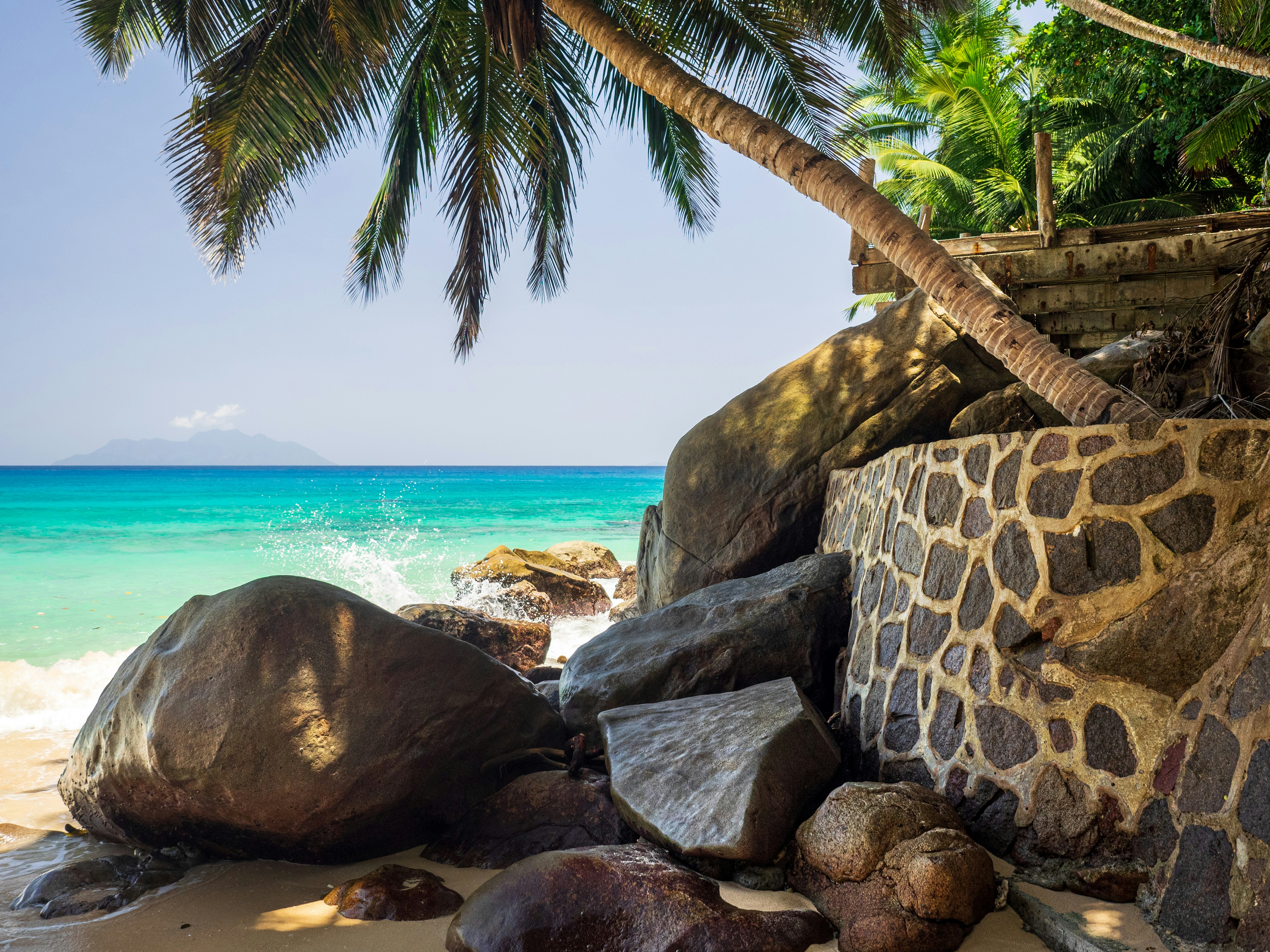 Coconut tree near sea during daytime photo – Free Palm tree Image on ...