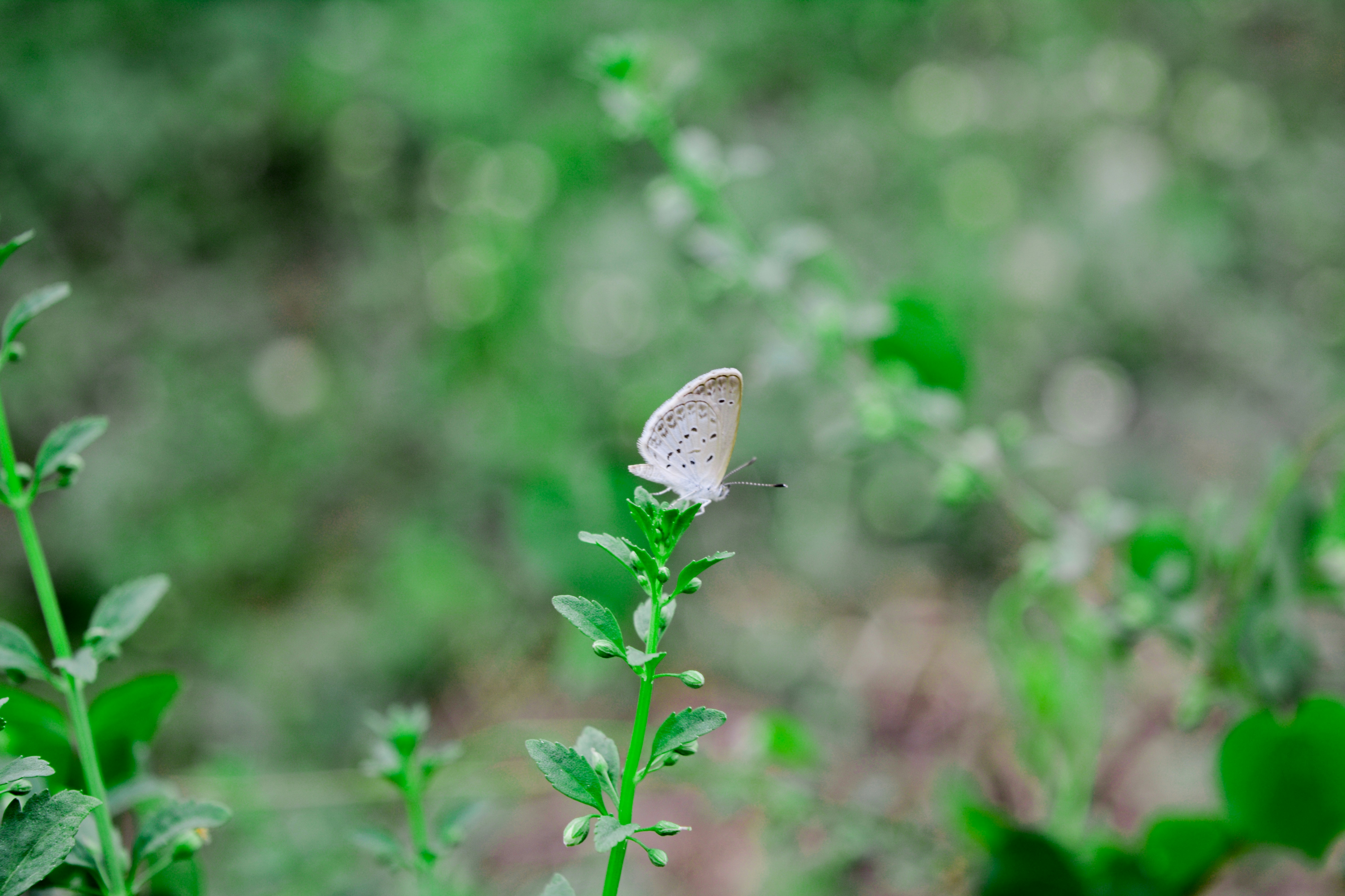 Delicate butterfly perched on a green stem amidst a blurred backdrop of foliage. Perfectly highlights the tranquility of nature.