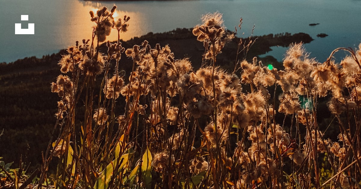 Brown Grass Near Body Of Water During Sunset Photo Free Norway Image