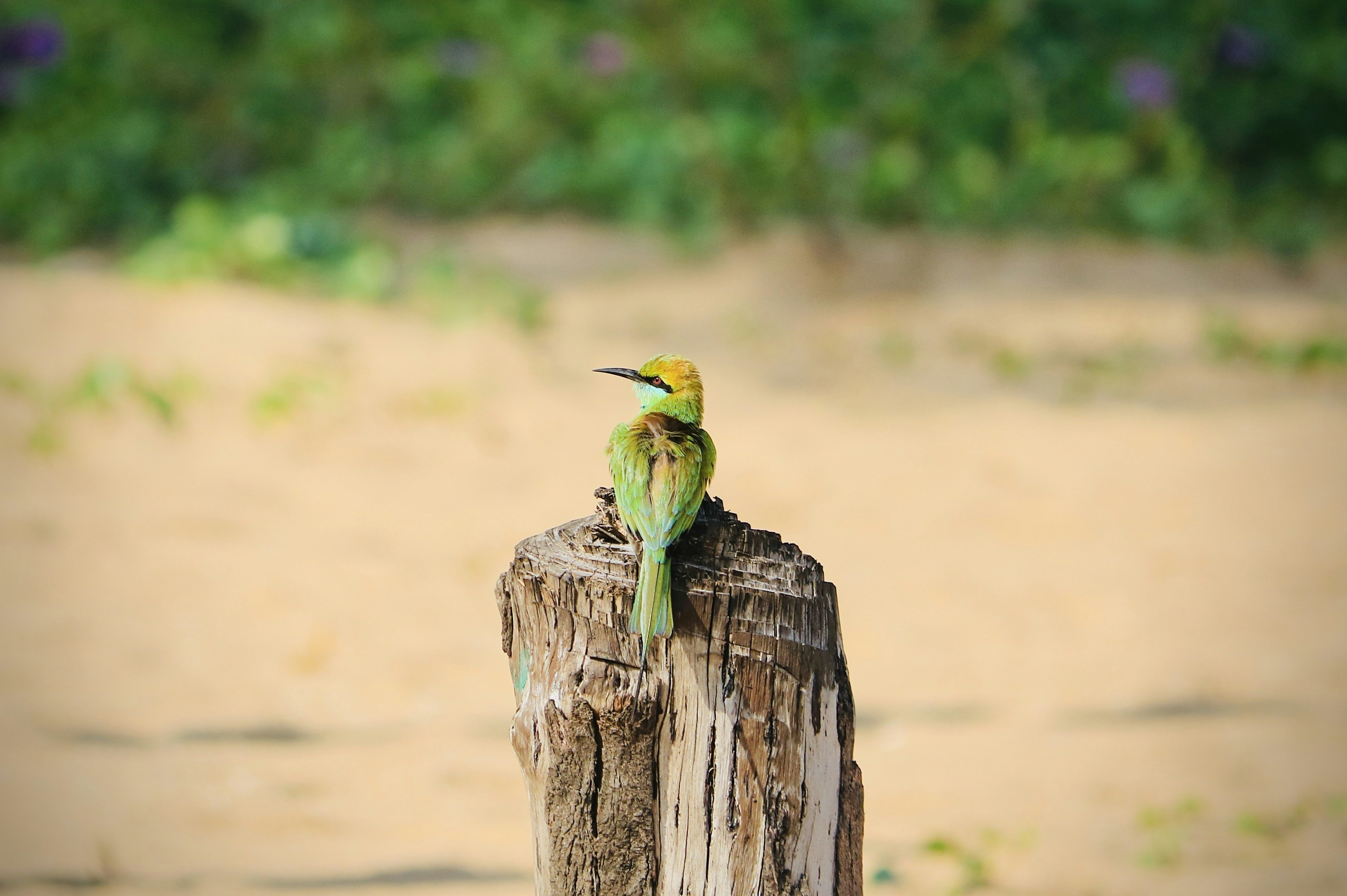 Blue- tailed bee eater 