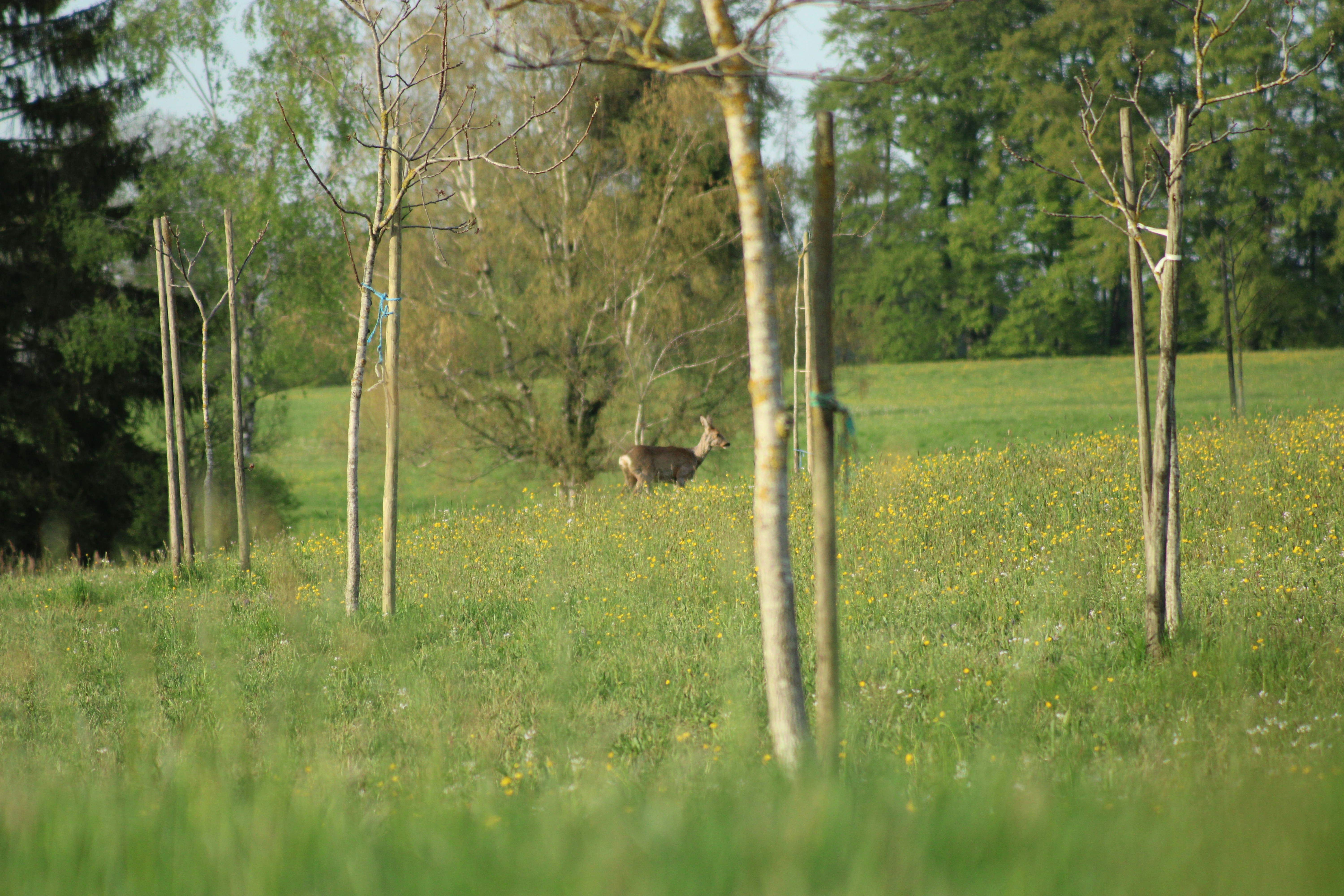 brown deer on green grass field during daytime