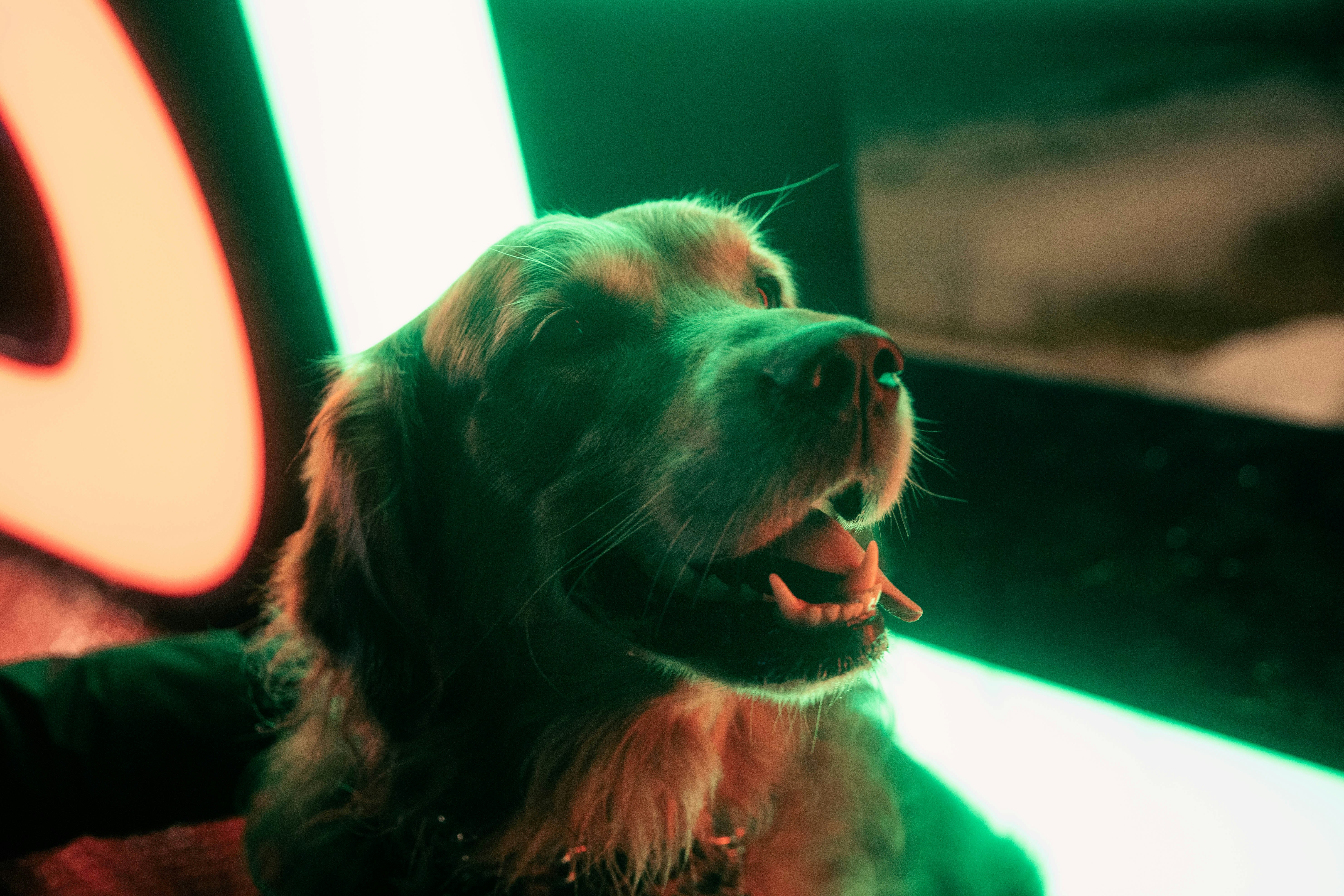 Emerald Neon Smile: A Golden Retriever Bathed in Neon Light