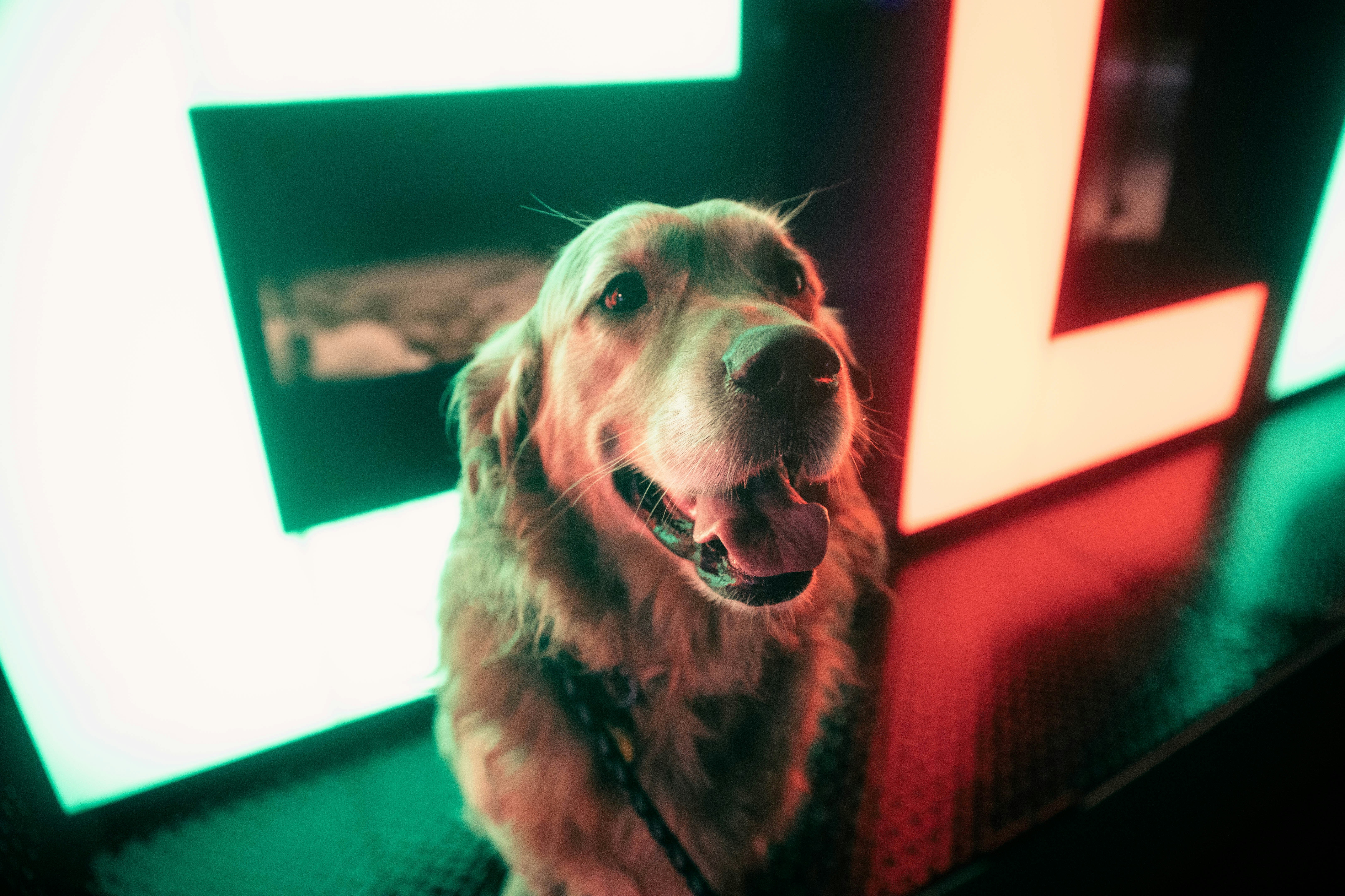 Golden retriever grinning in front of vibrant neon letters, showcasing a playful ambiance.