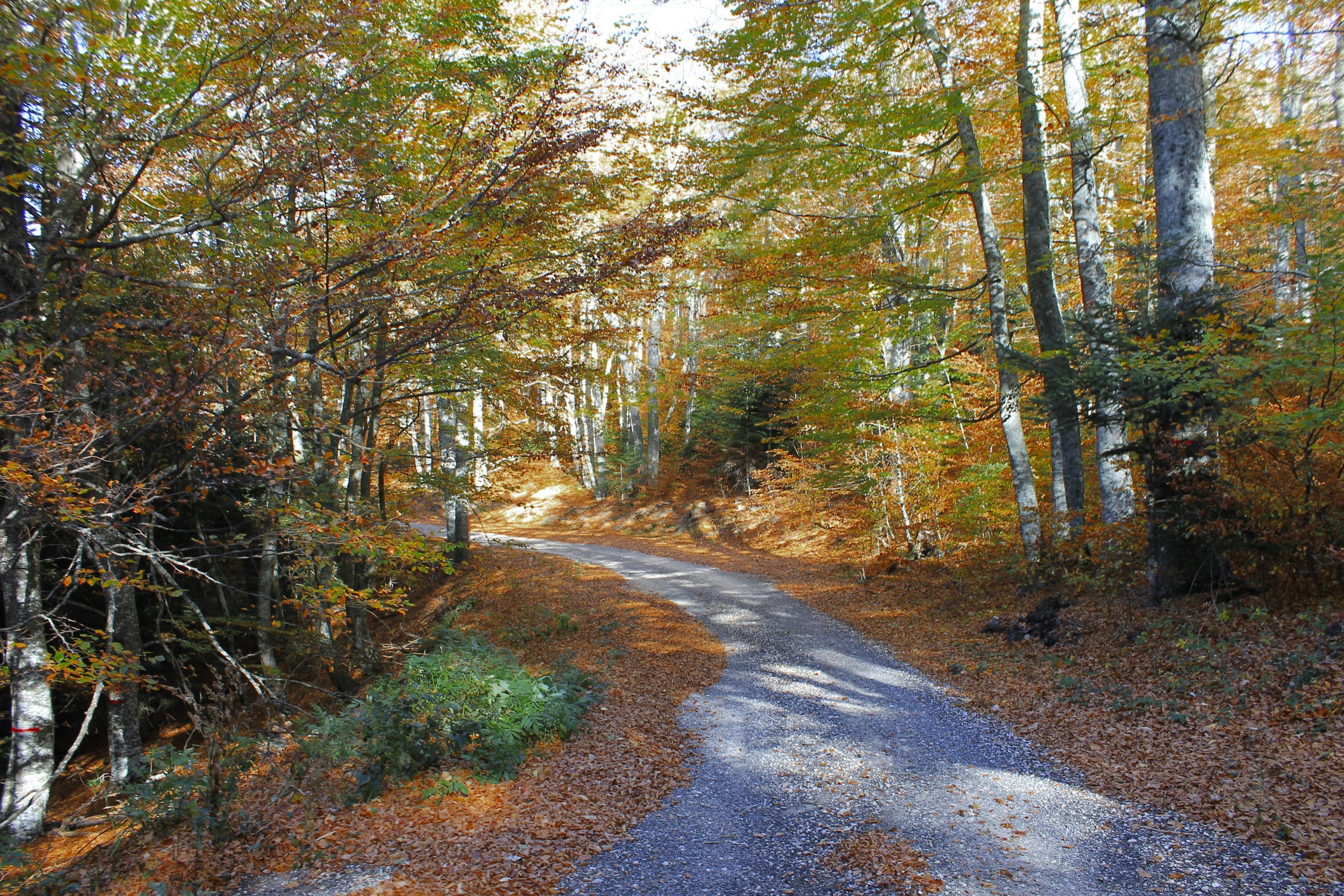 A serene gravel path meanders through a vibrant forest adorned with autumn foliage, showcasing a tapestry of warm colors. The scene invites exploration and tranquility.