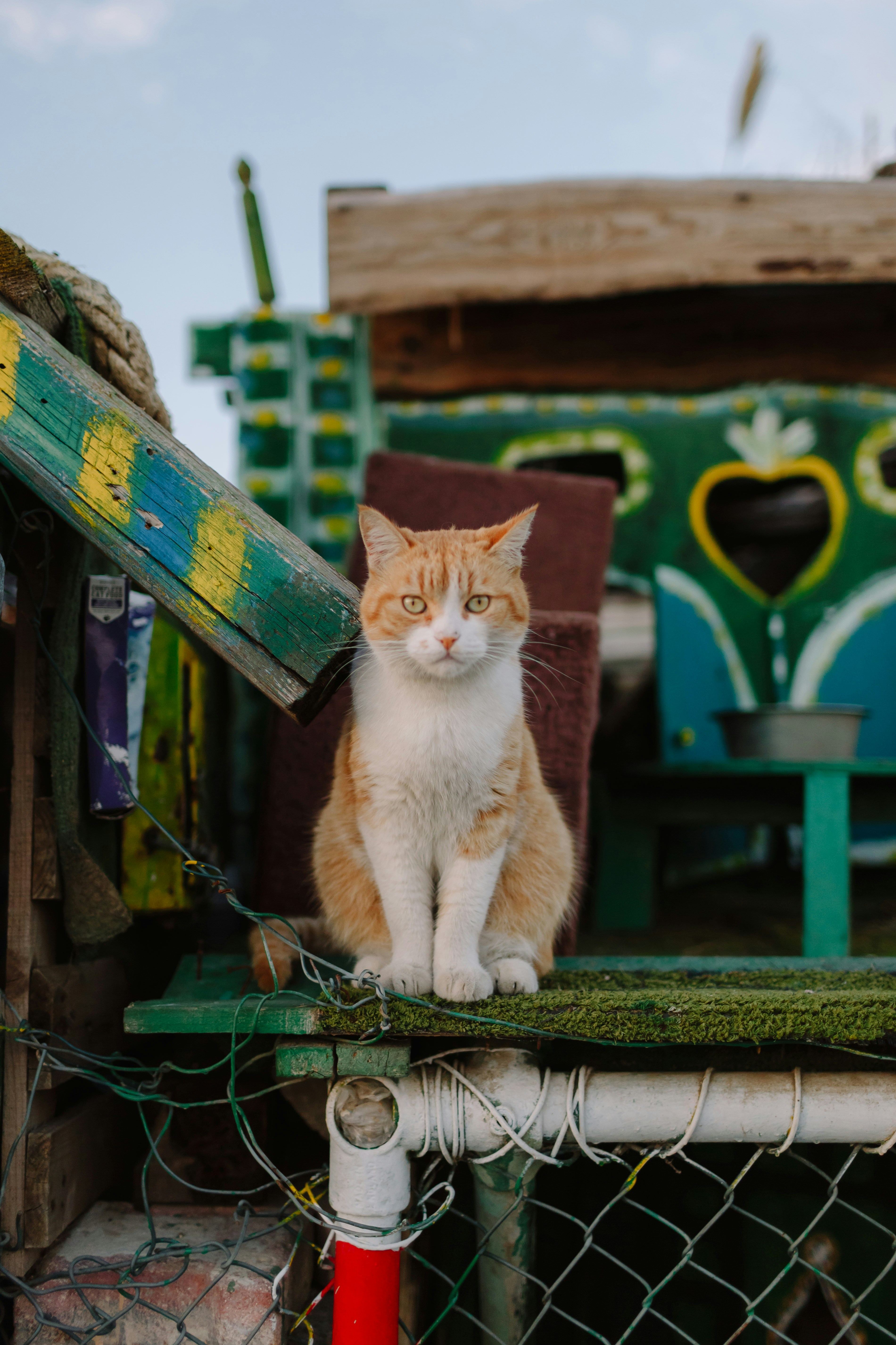 Ginger Cat on a Mossy Green Platform Amid a Colorful Outdoor Set