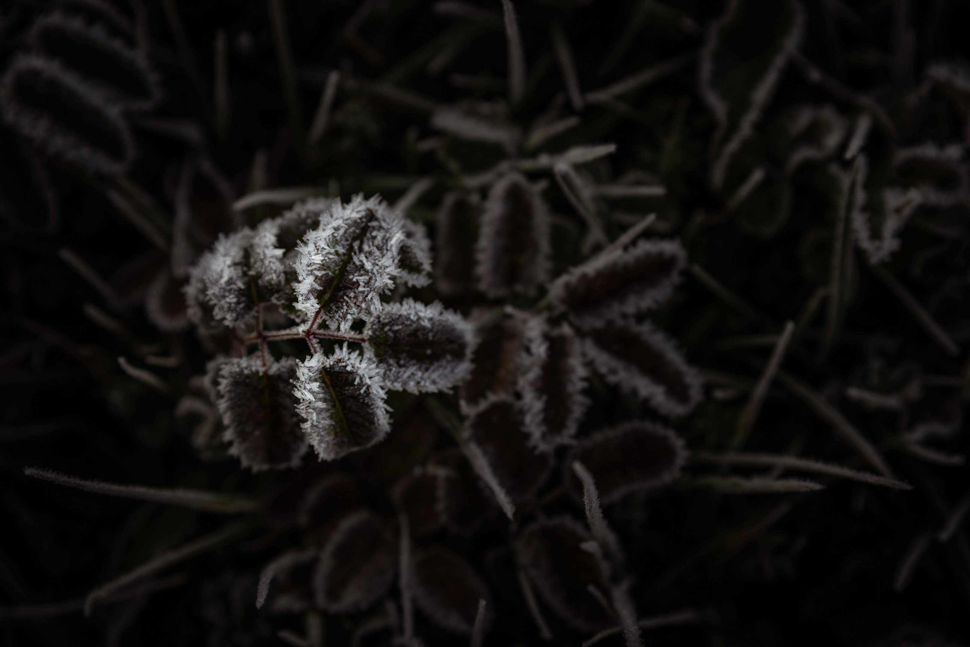 Frost-Kissed Foliage in Twilight