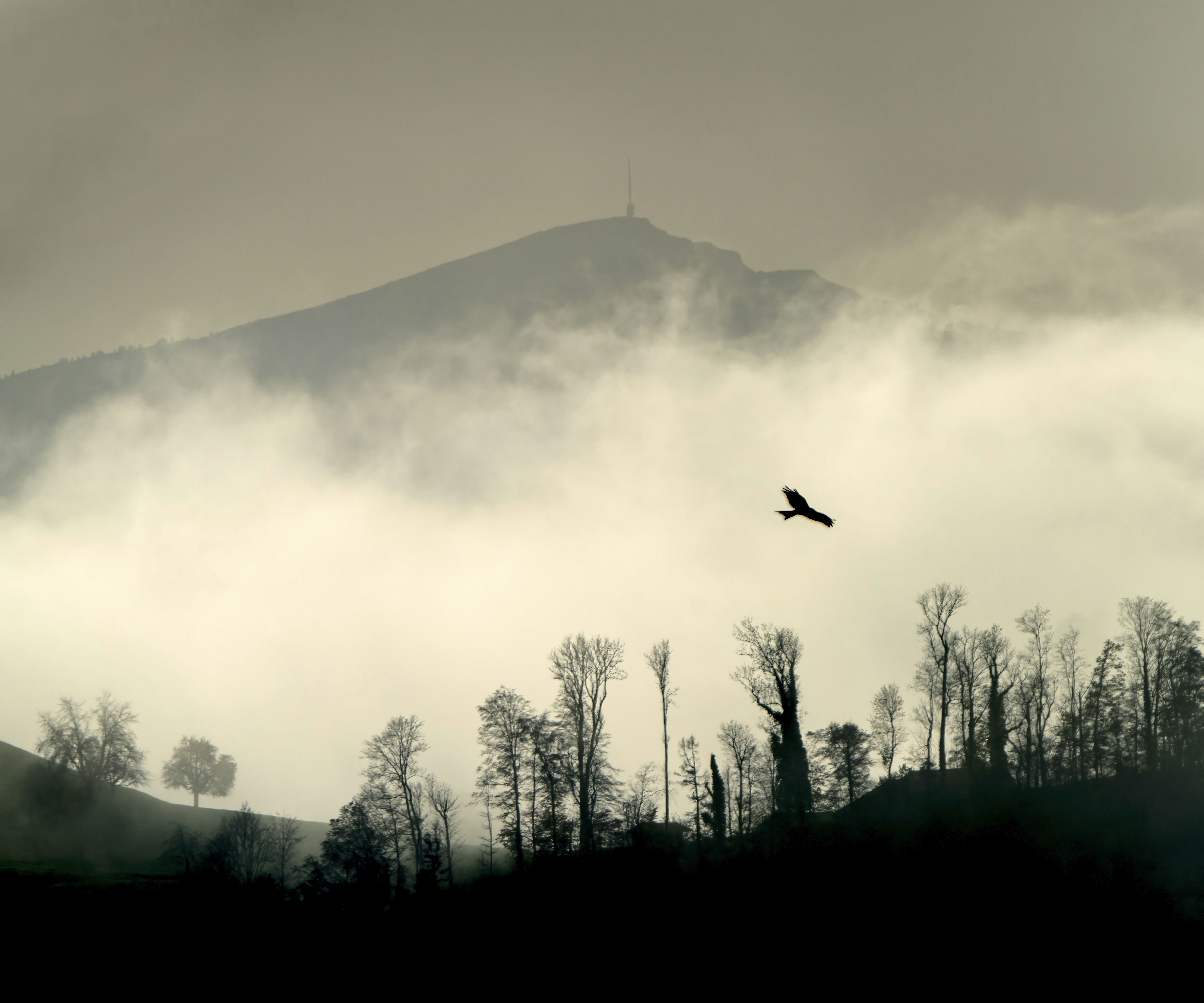 Veiled Ridge: A lone bird rides the fog above silhouette of pines