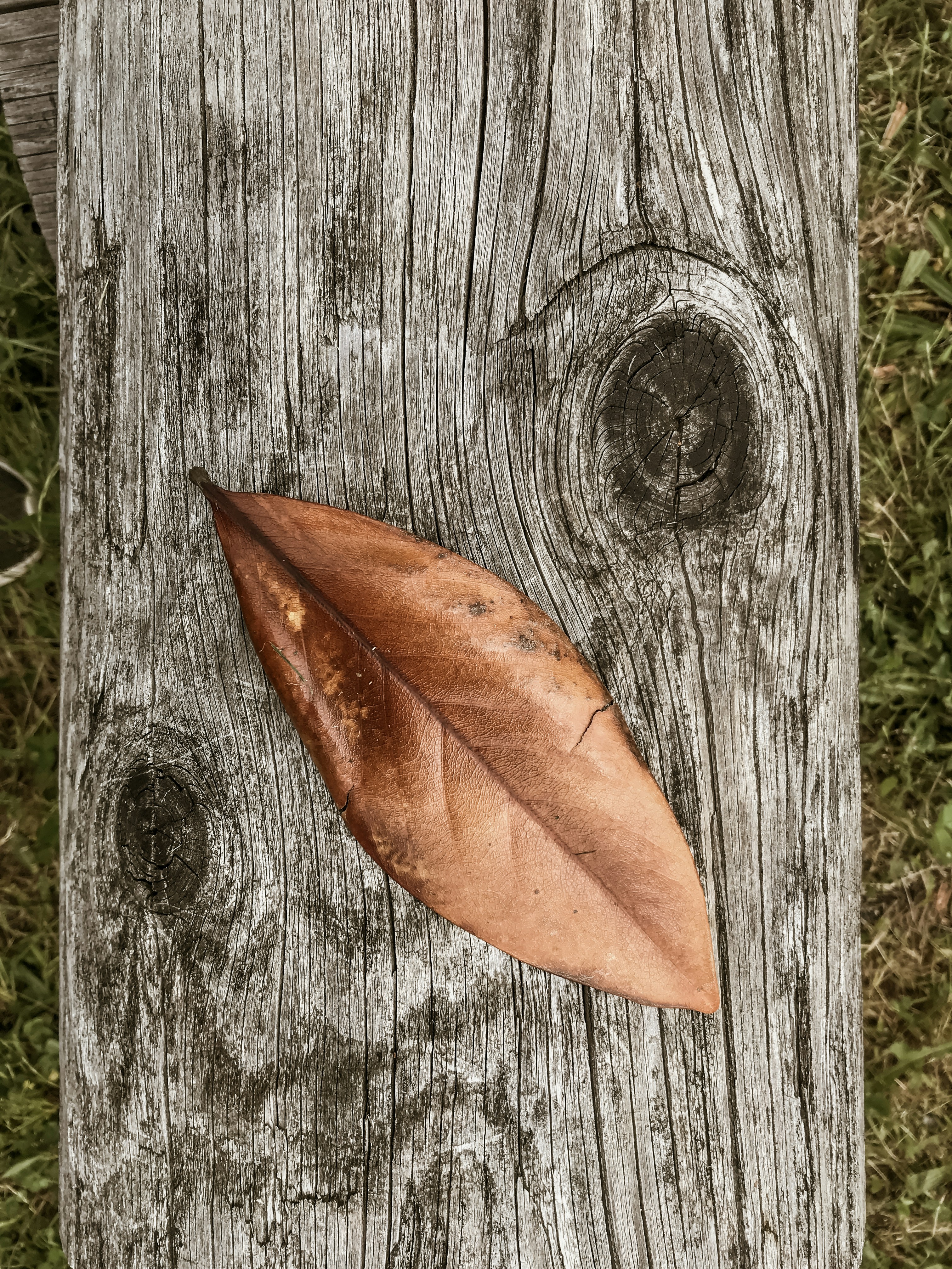 Orange Leaf Pictures | Download Free Images on Unsplash