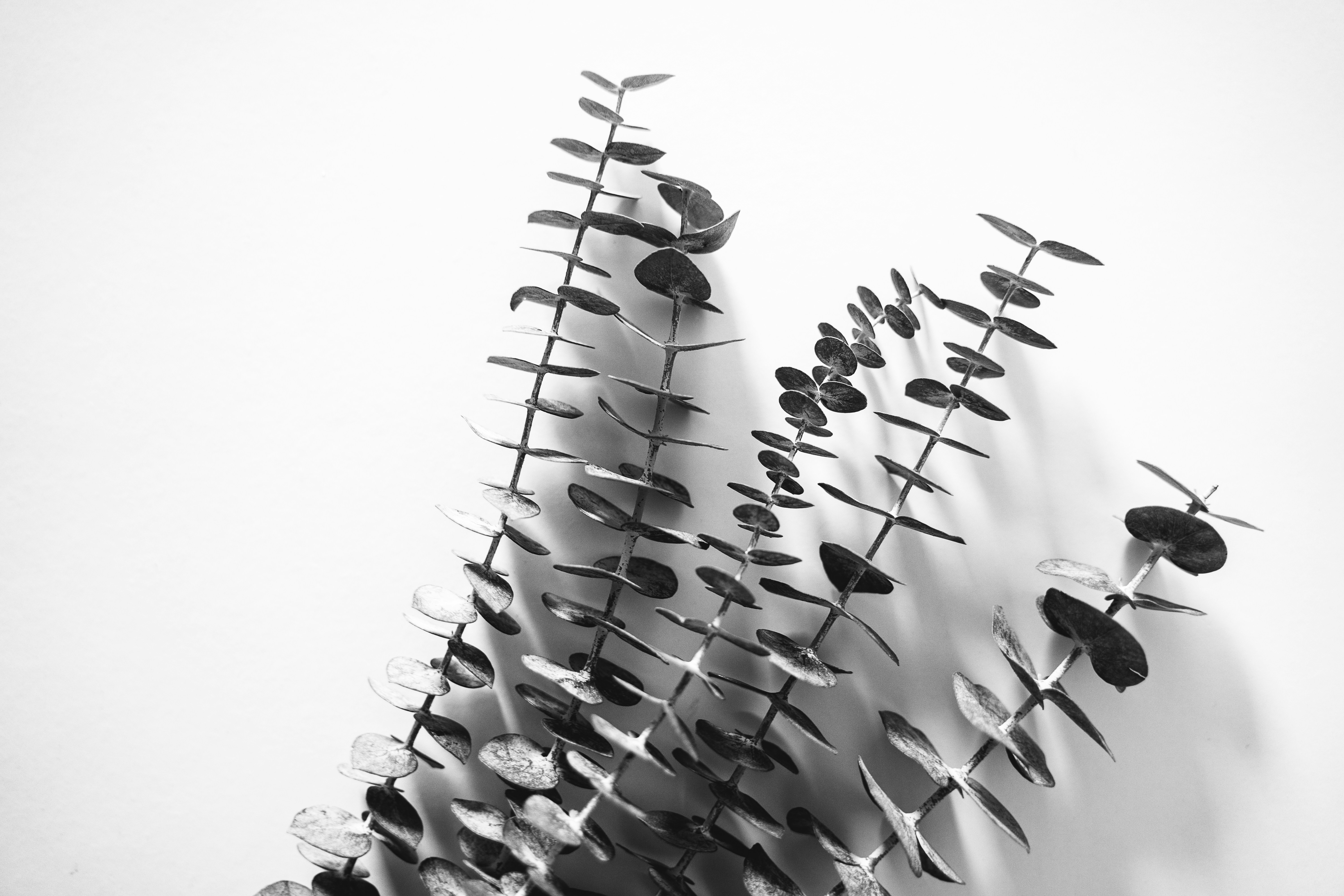 Delicate eucalyptus leaves cast intricate shadows against a stark white background.