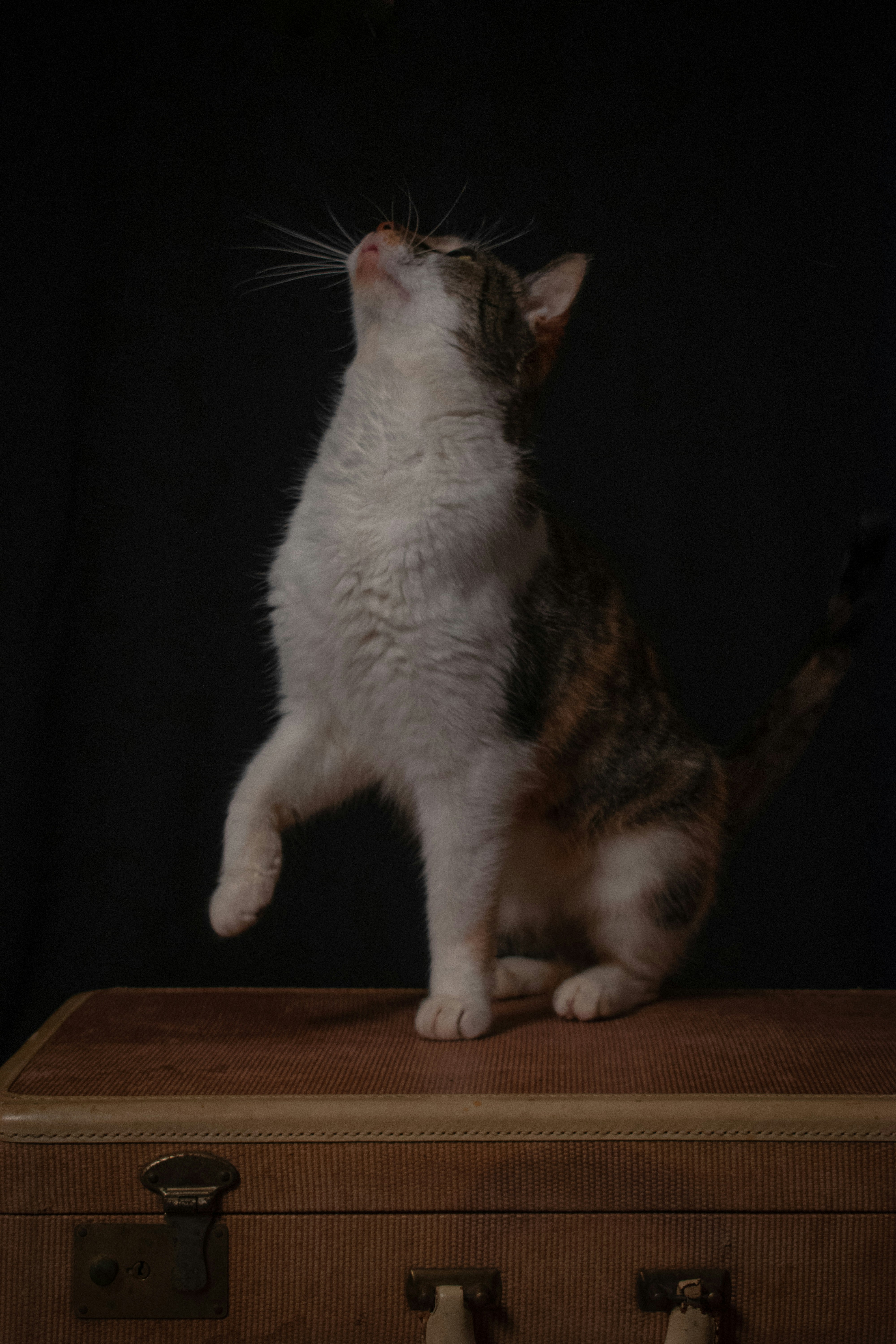 Cat Levitates: A Curious Stare Upward on a Vintage Case
