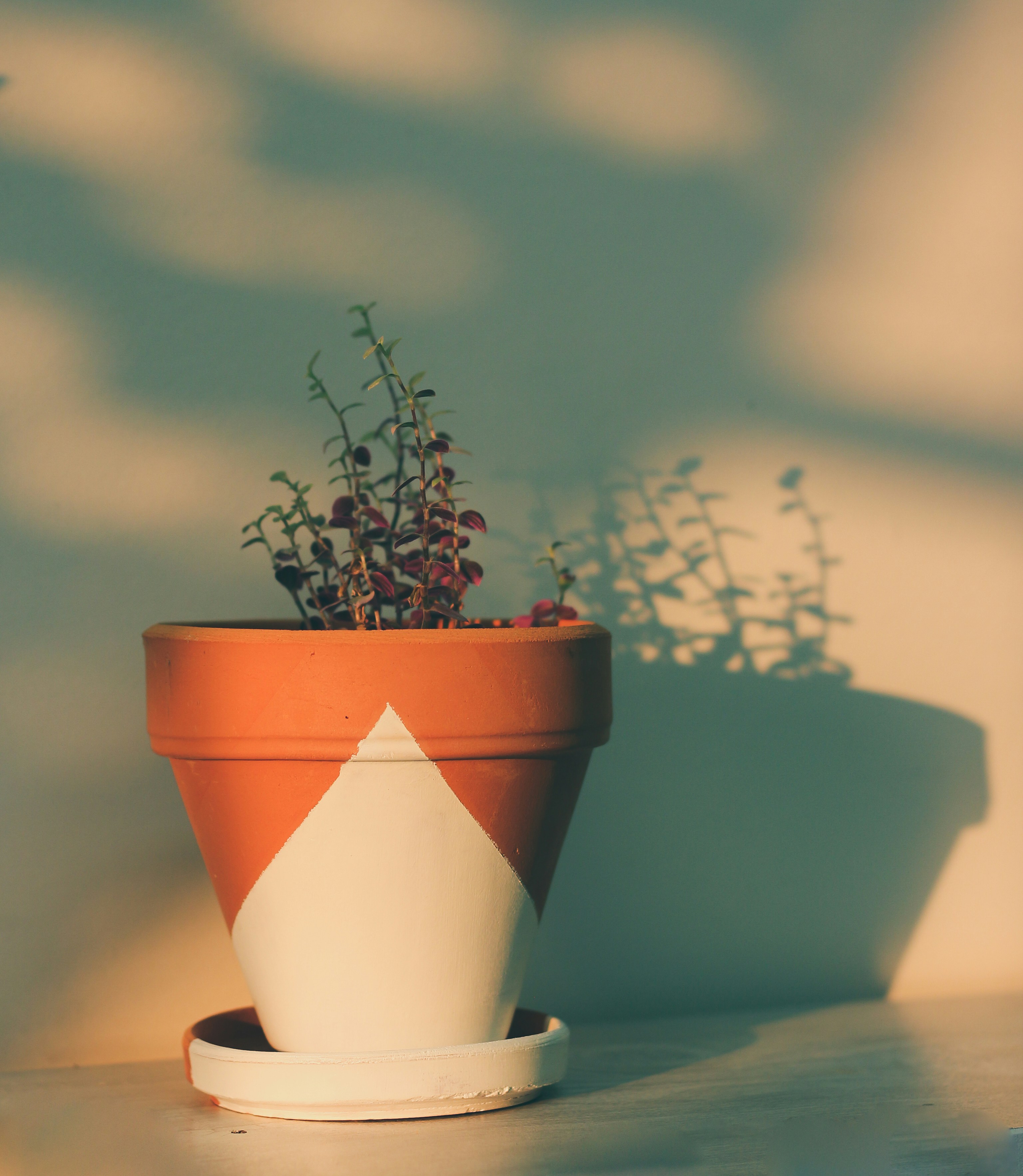 Terracotta pot with a geometric white design, containing small green plants, casting shadows on a softly lit wall.