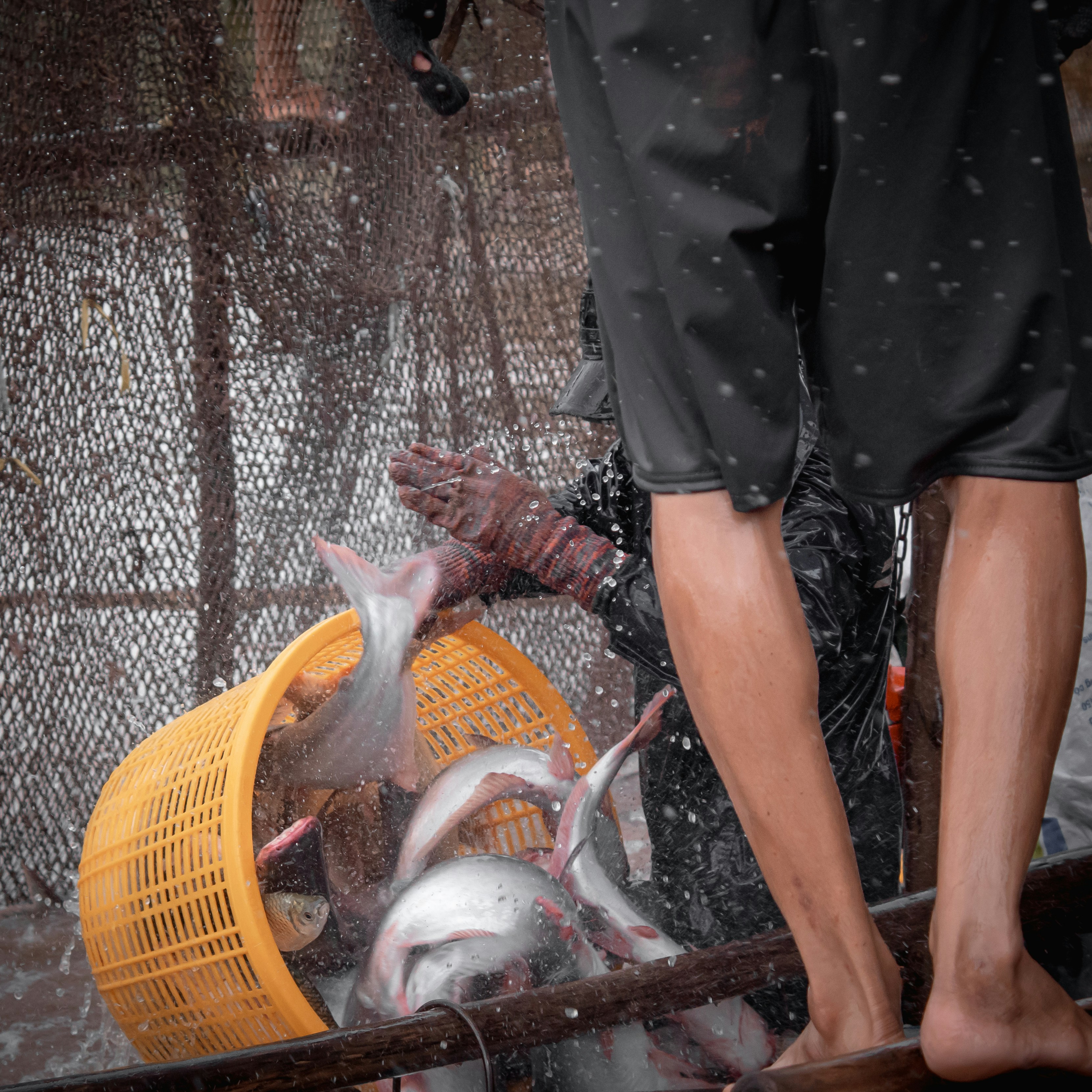 Fisherman in protective gear sorting freshly caught fish into a basket, surrounded by water splashes and a textured background.