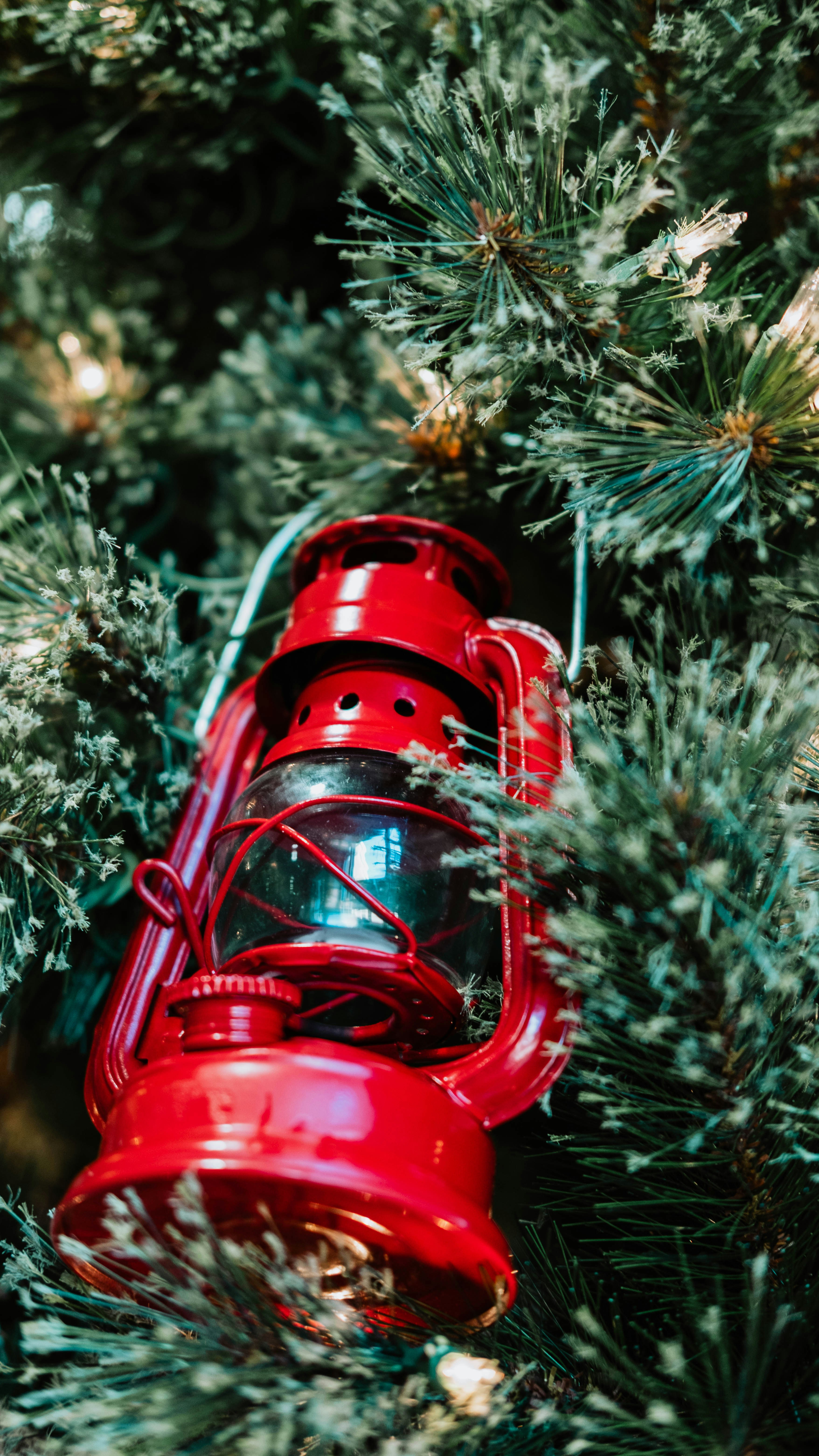 Crimson Lantern Nestled in a Pine Needle Cache