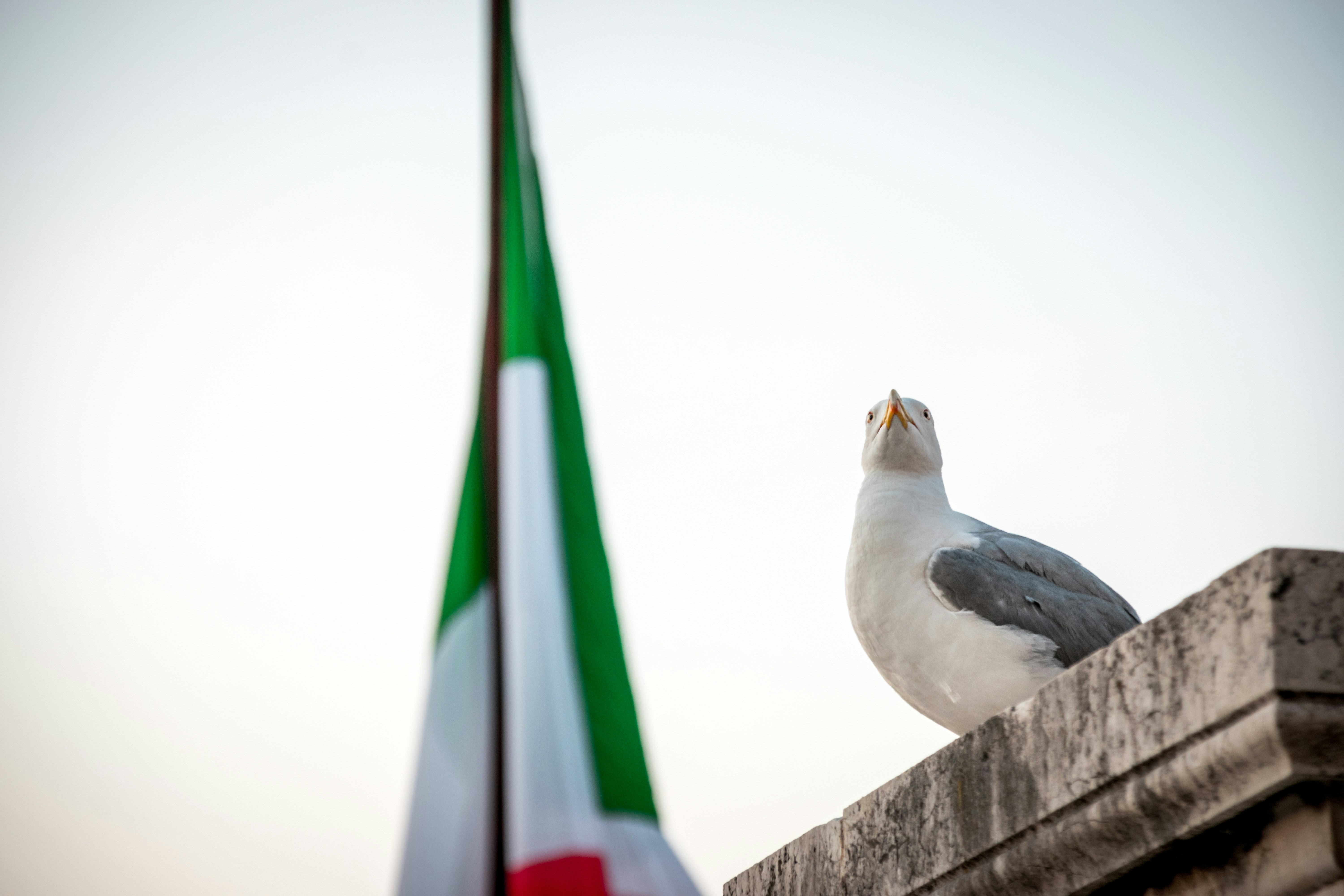Seagull's Vigil beside the Tricolor