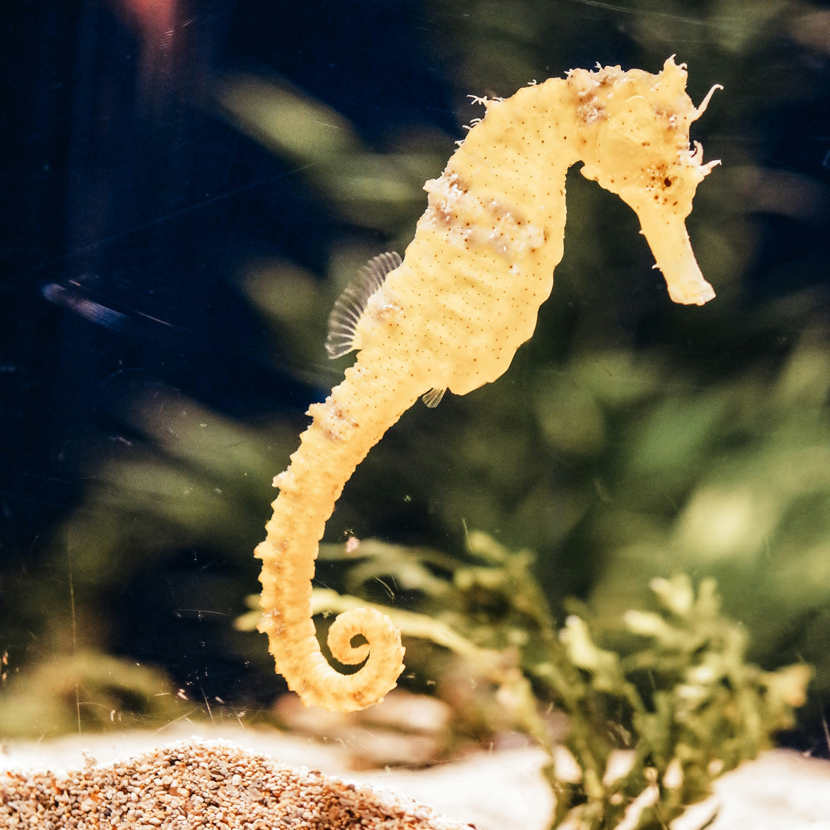 A seahorse gracefully suspended in water, surrounded by aquatic plants and soft lighting.