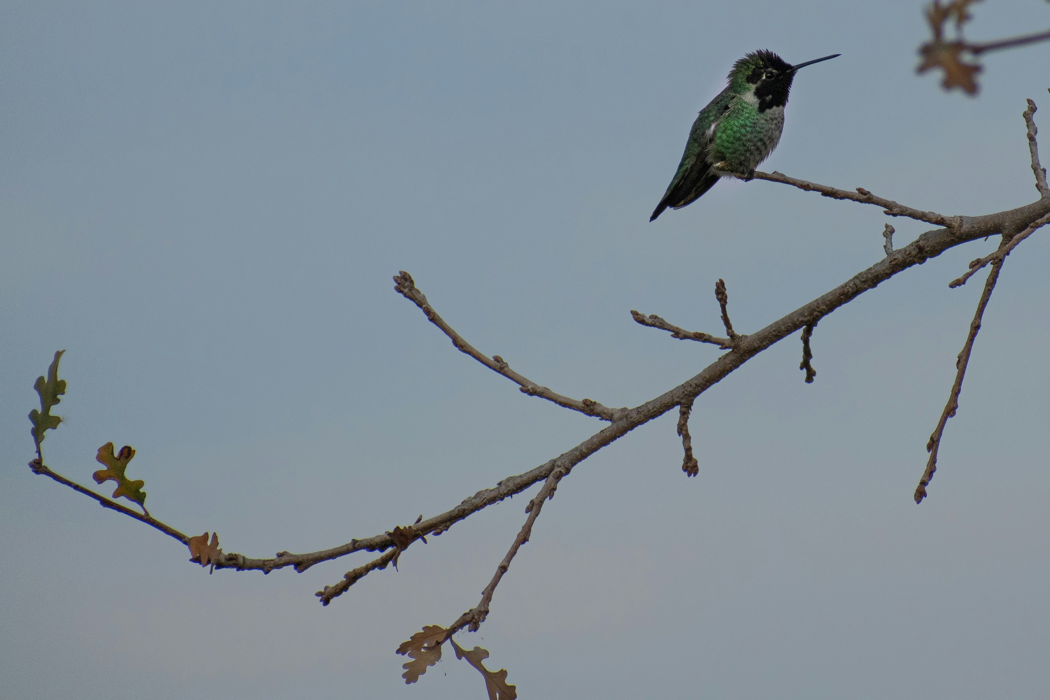 Foto Un colibrí sentado en una rama de un árbol – Imagen Animal gratis ...