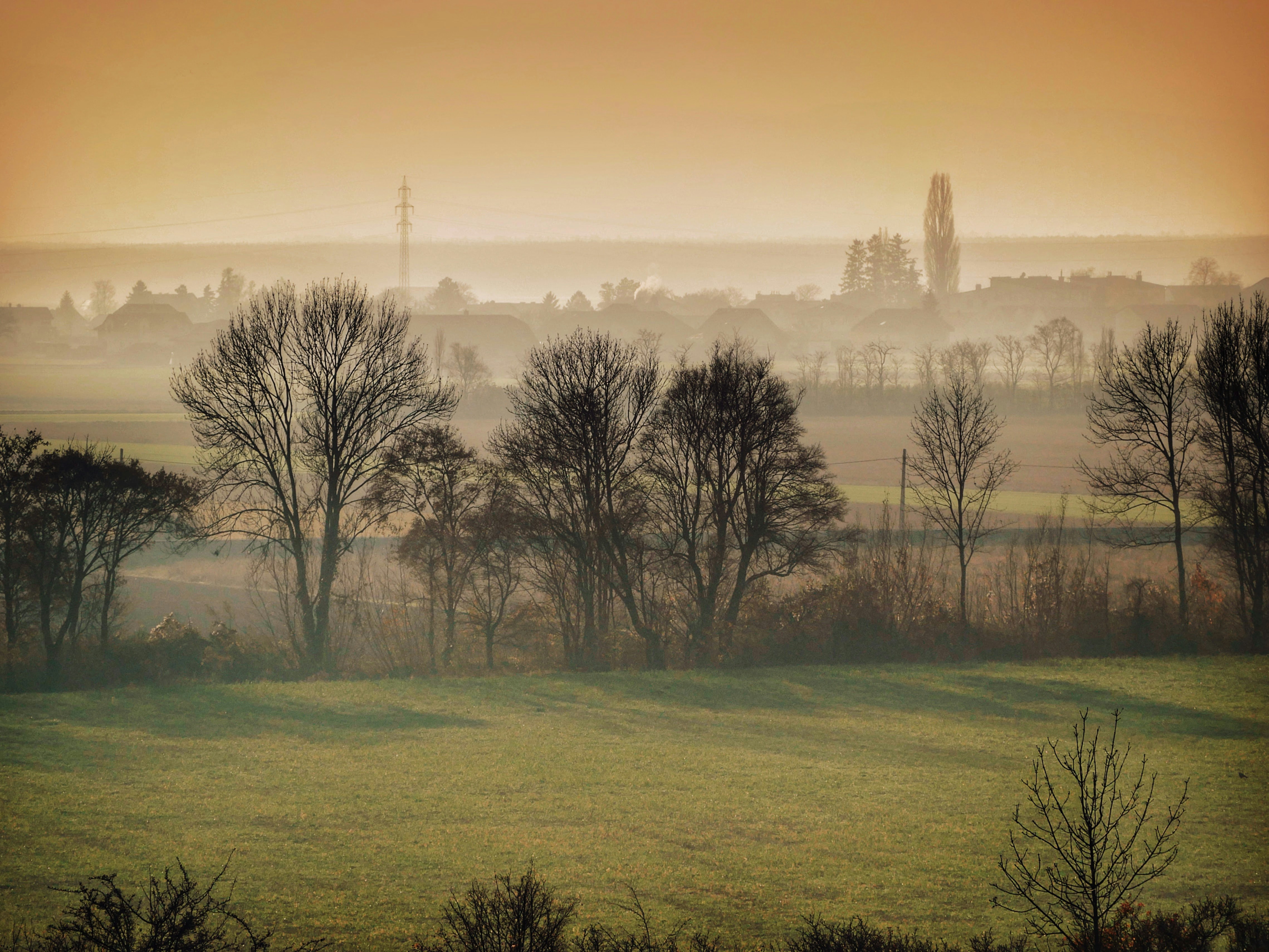 bare trees on green grass field during daytime