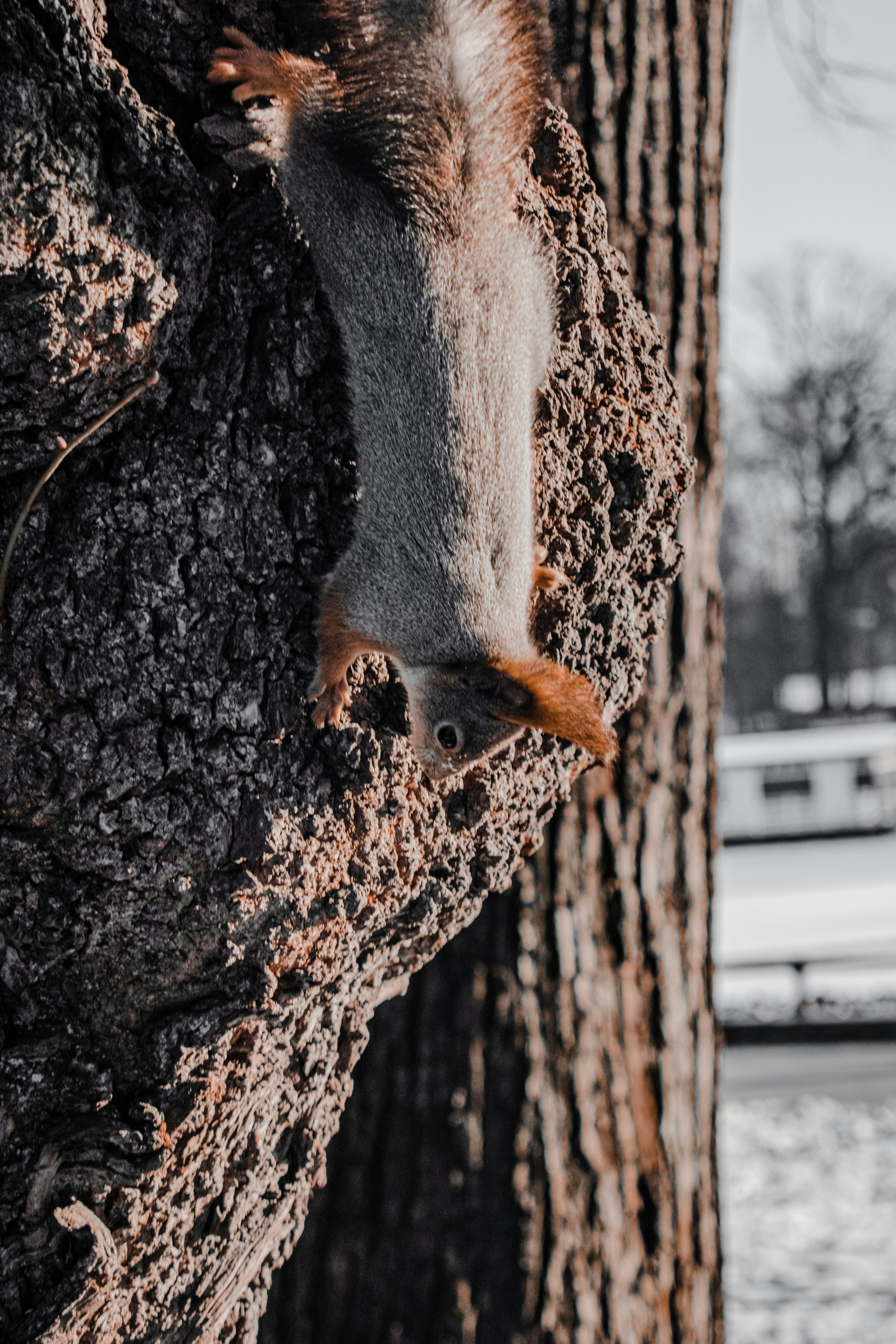Gray Squirrel Peeks from a Tree Knot in Winter Light