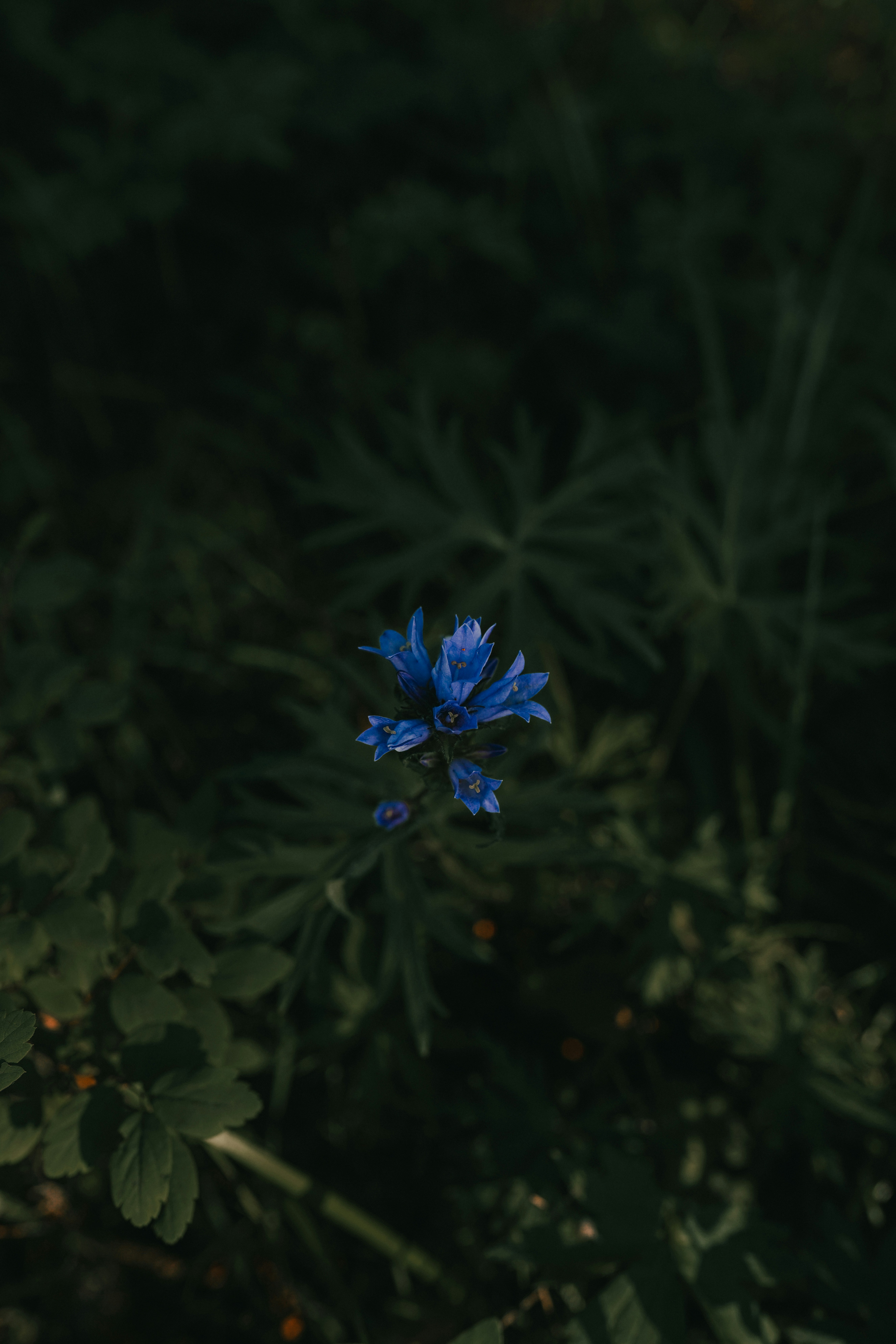 Vibrant blue flower stands out amidst dark green foliage, highlighting nature's contrast. The delicate petals draw attention in a lush environment.