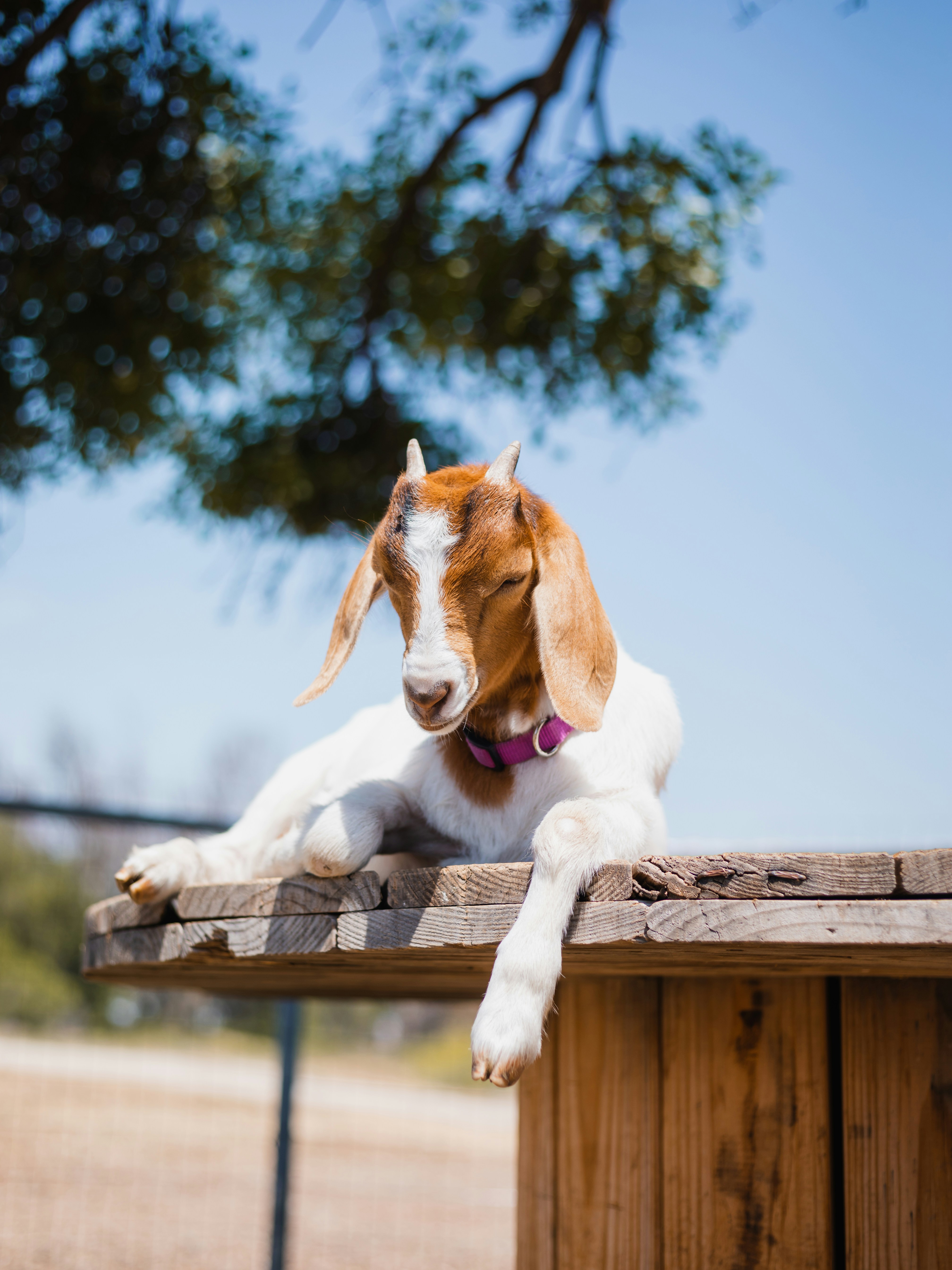 Curious Goat Perches on Weathered Wood Under Open Sky