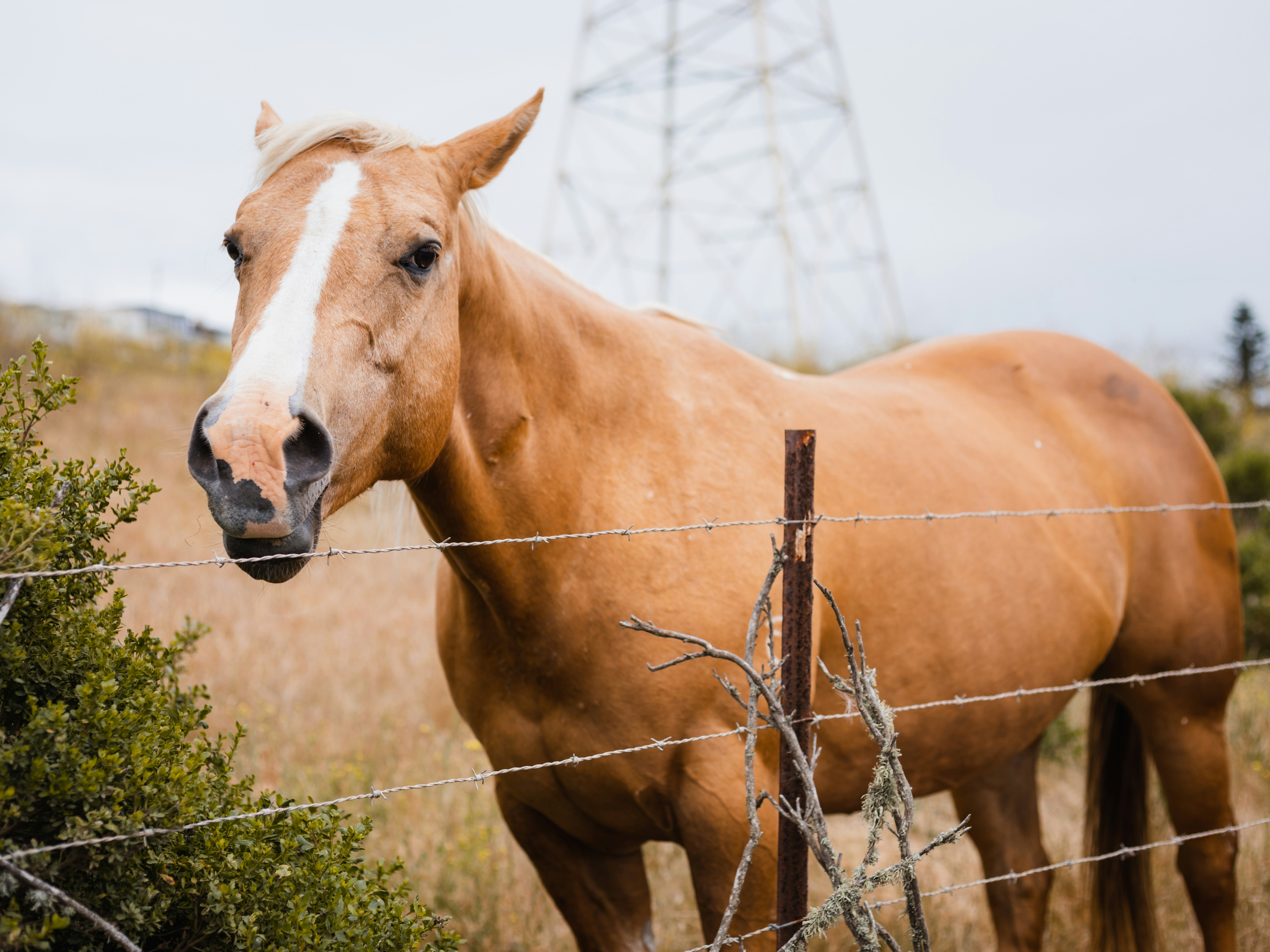 The Gatekeeper of Golden Field