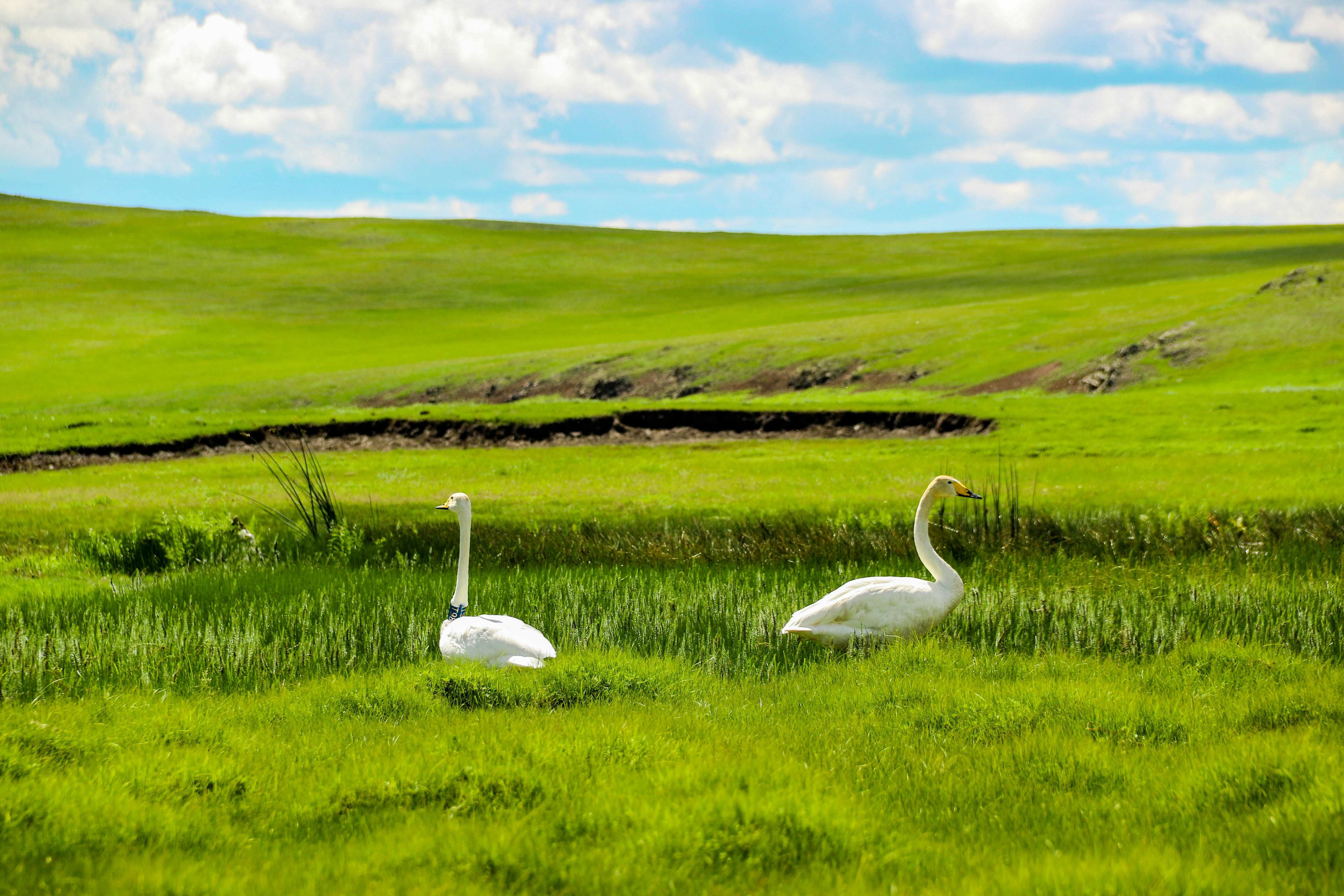 Emerald Meadow Duet: Two Swans Under a Sky of Cloud and Light