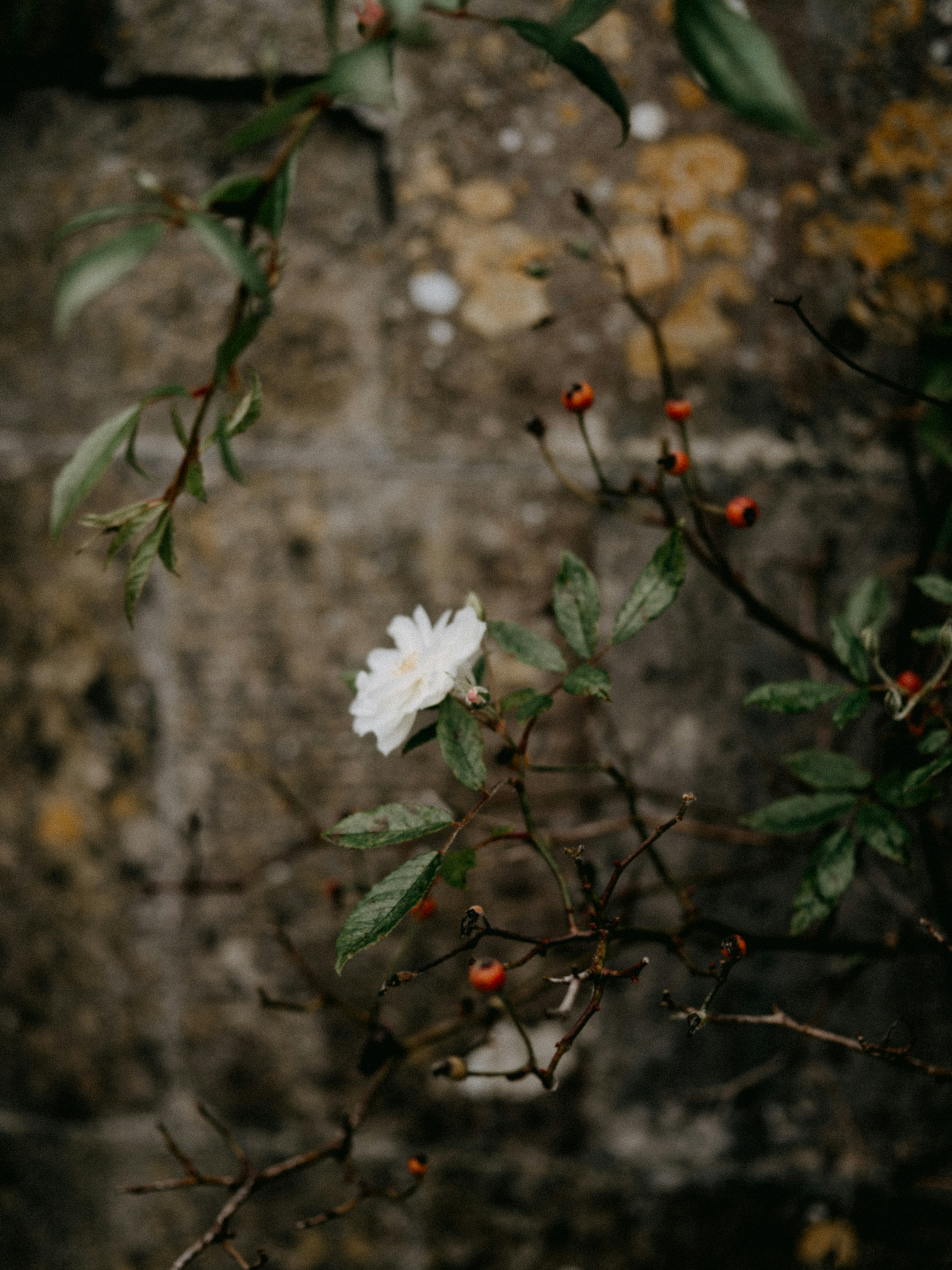 Solitary White Bloom on a Weathered Wall, Framed by Red Berries