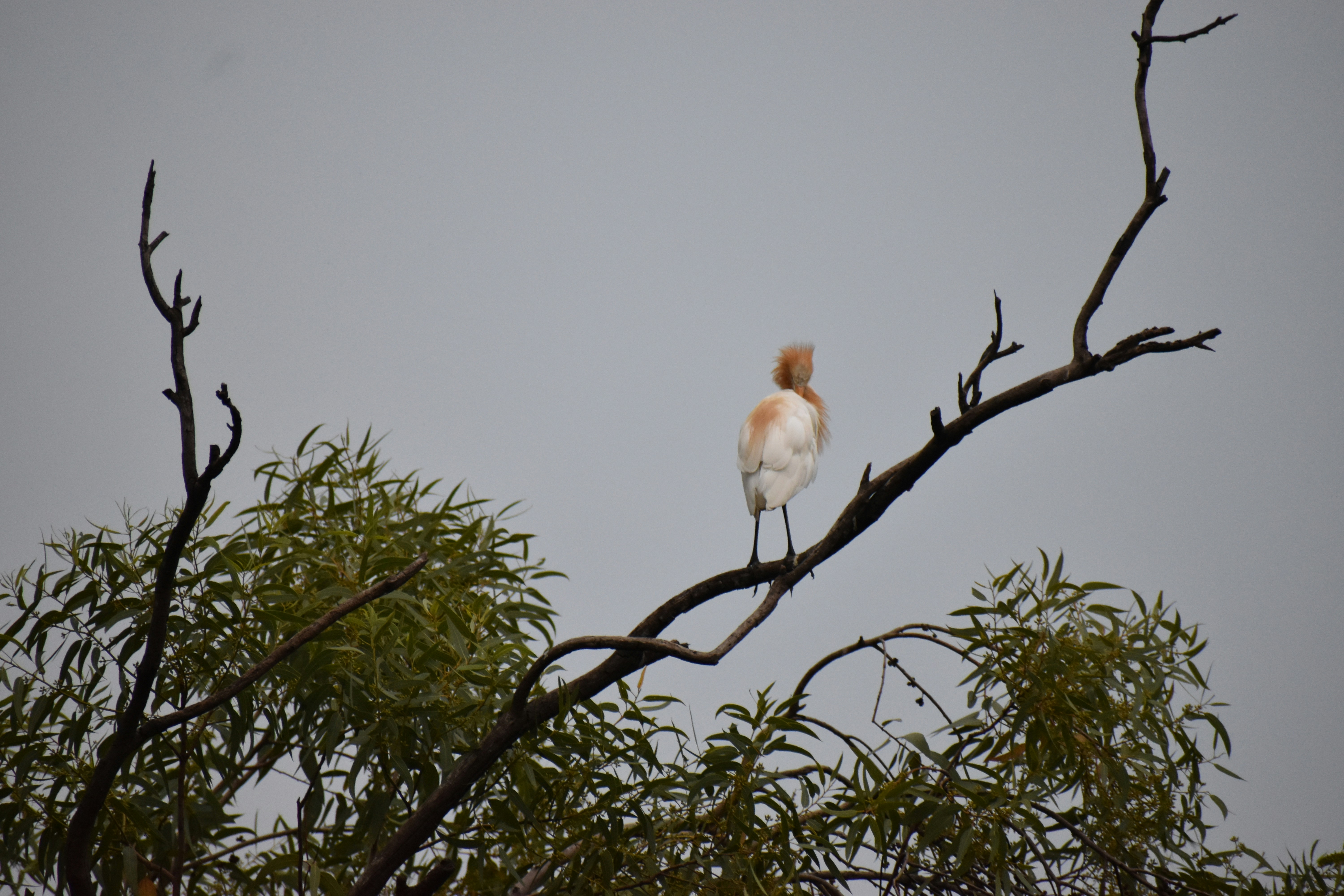 Foto Pájaro blanco y marrón en la rama de un árbol – Imagen Gris gratis ...