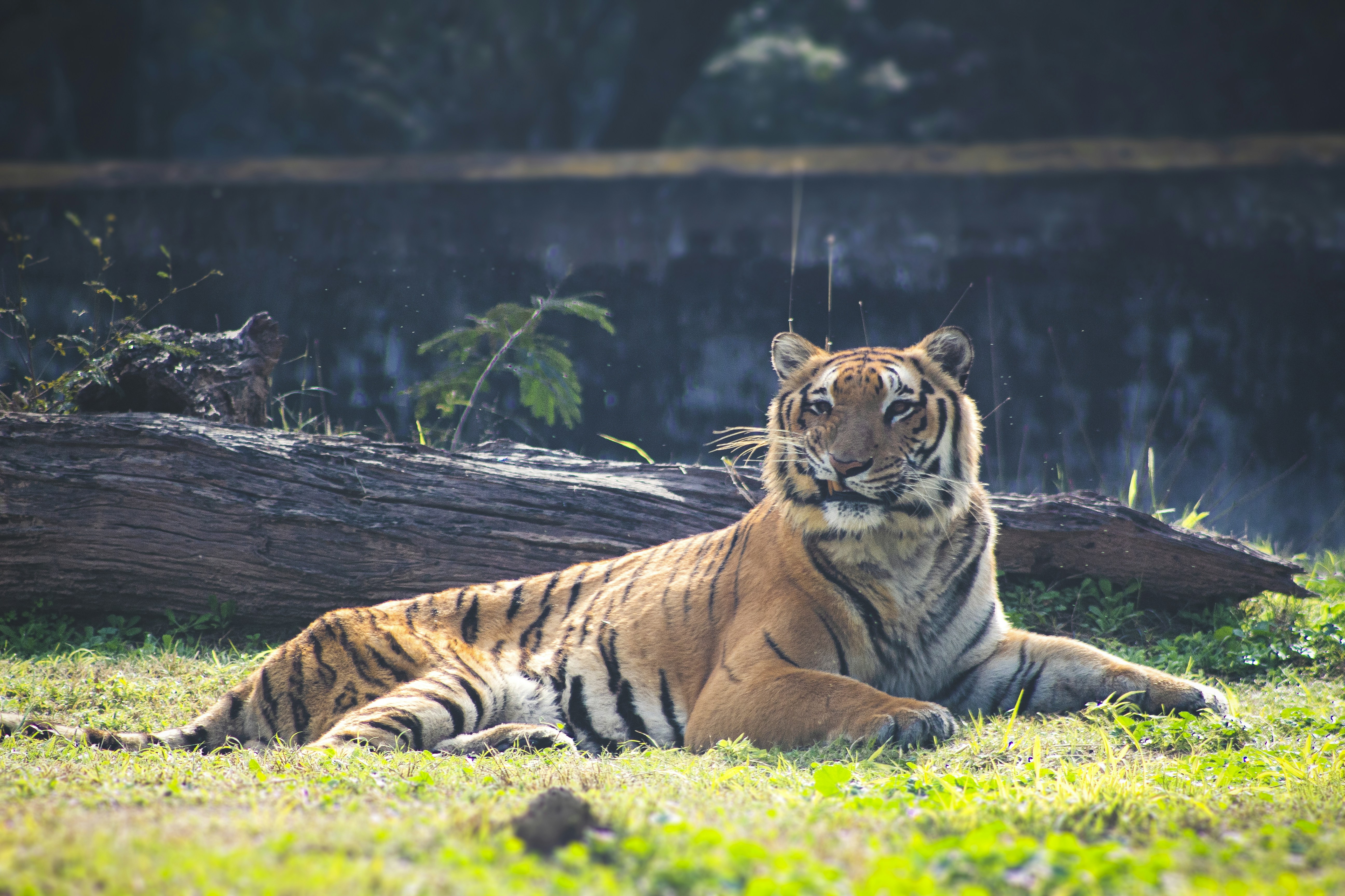 Brown tiger lying on green grass during daytime photo – Free Wildlife ...