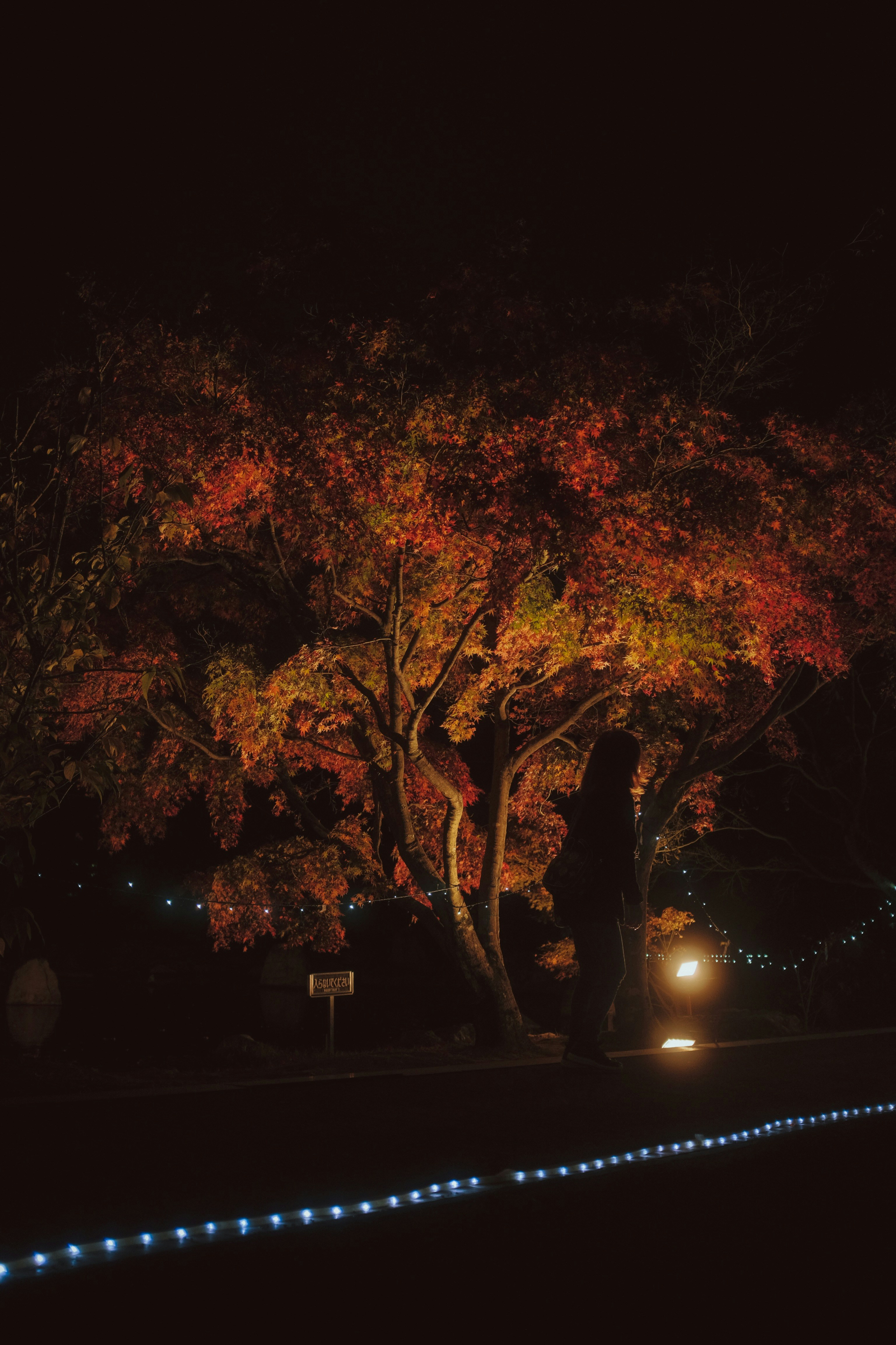 Autumn Night silhouette: a lone figure beneath a glowing maple