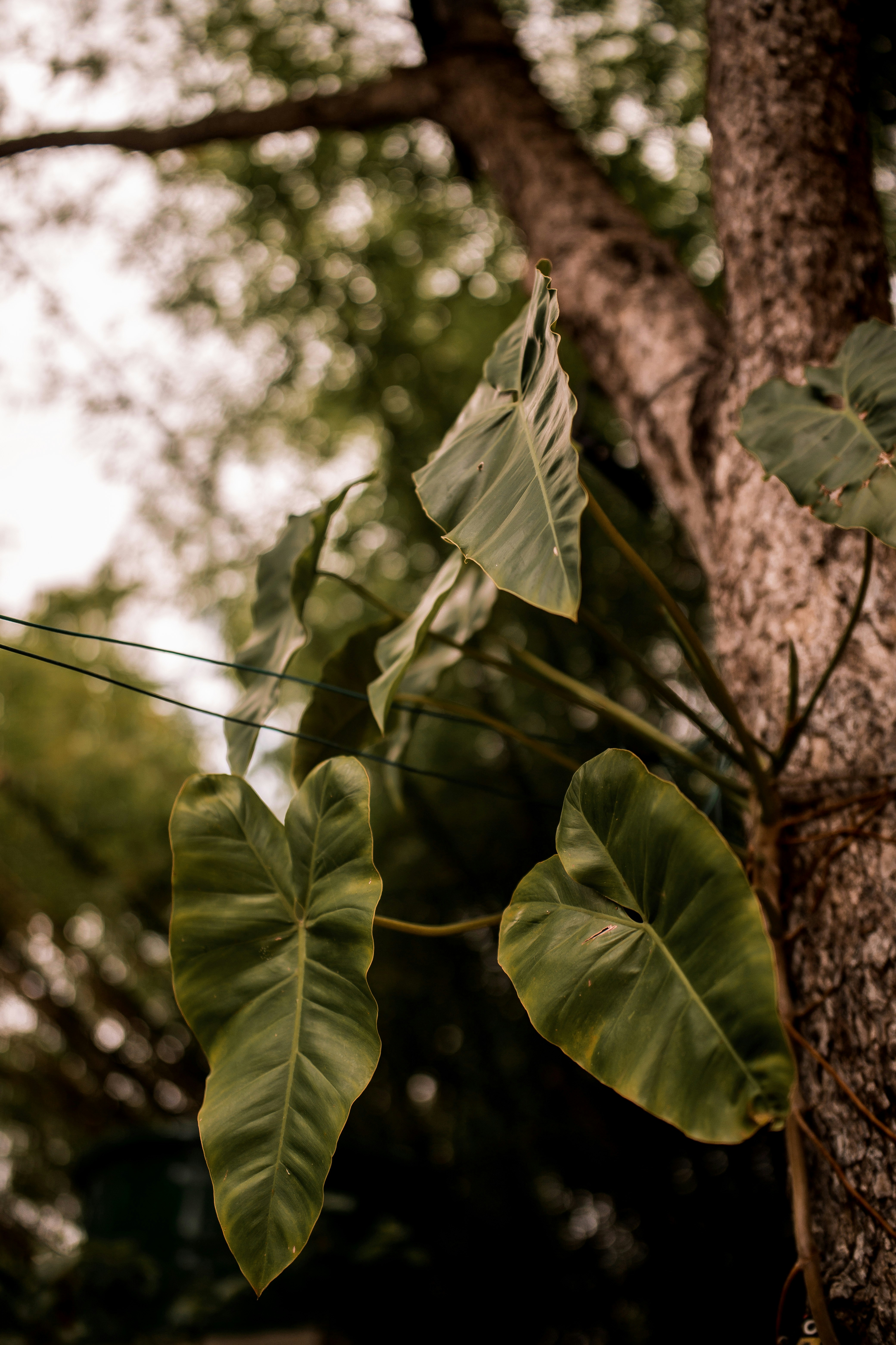 Close-up of large green leaves growing on a tree trunk in a soft, overcast light.