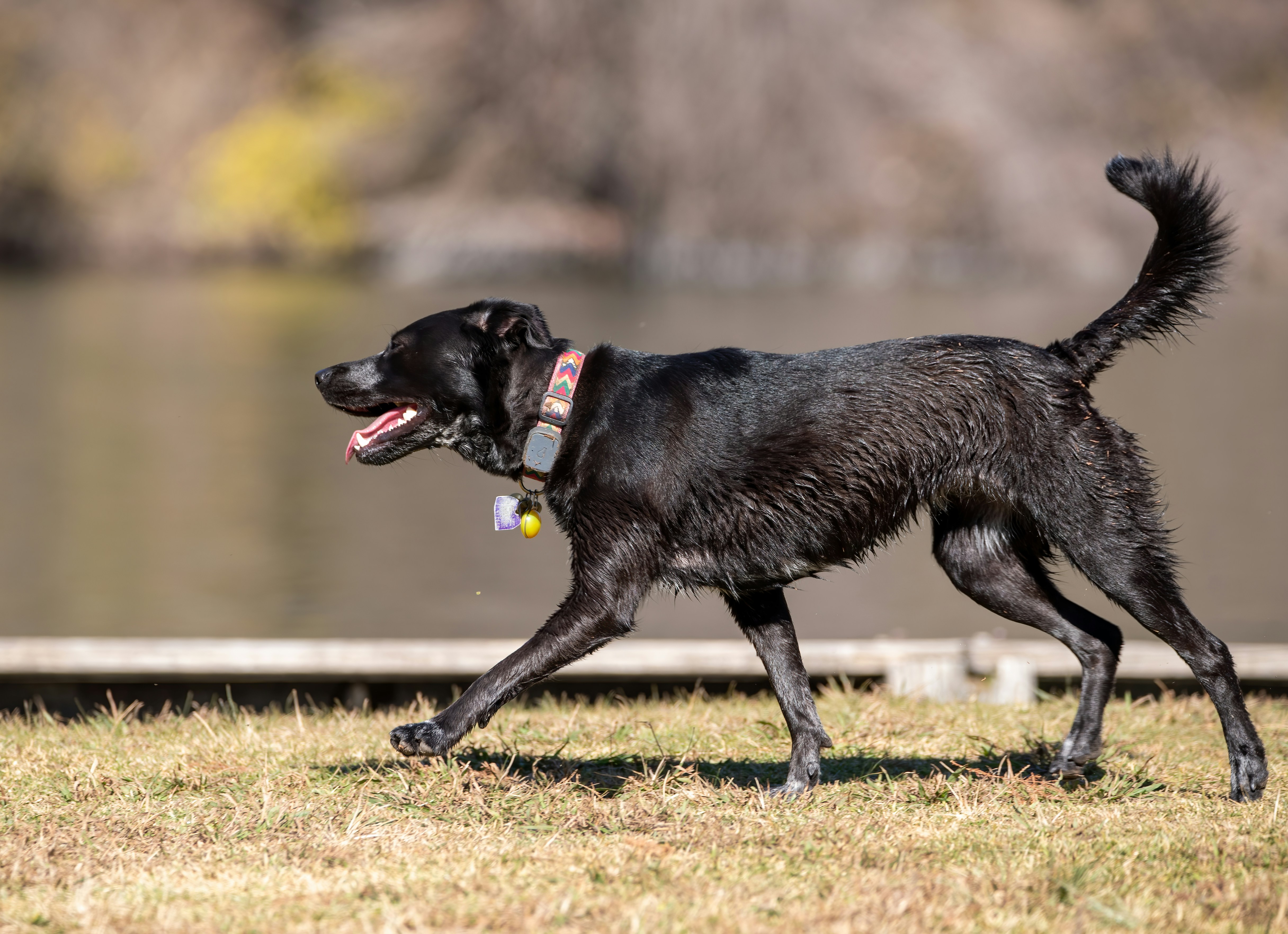 Black Lab Dog Running