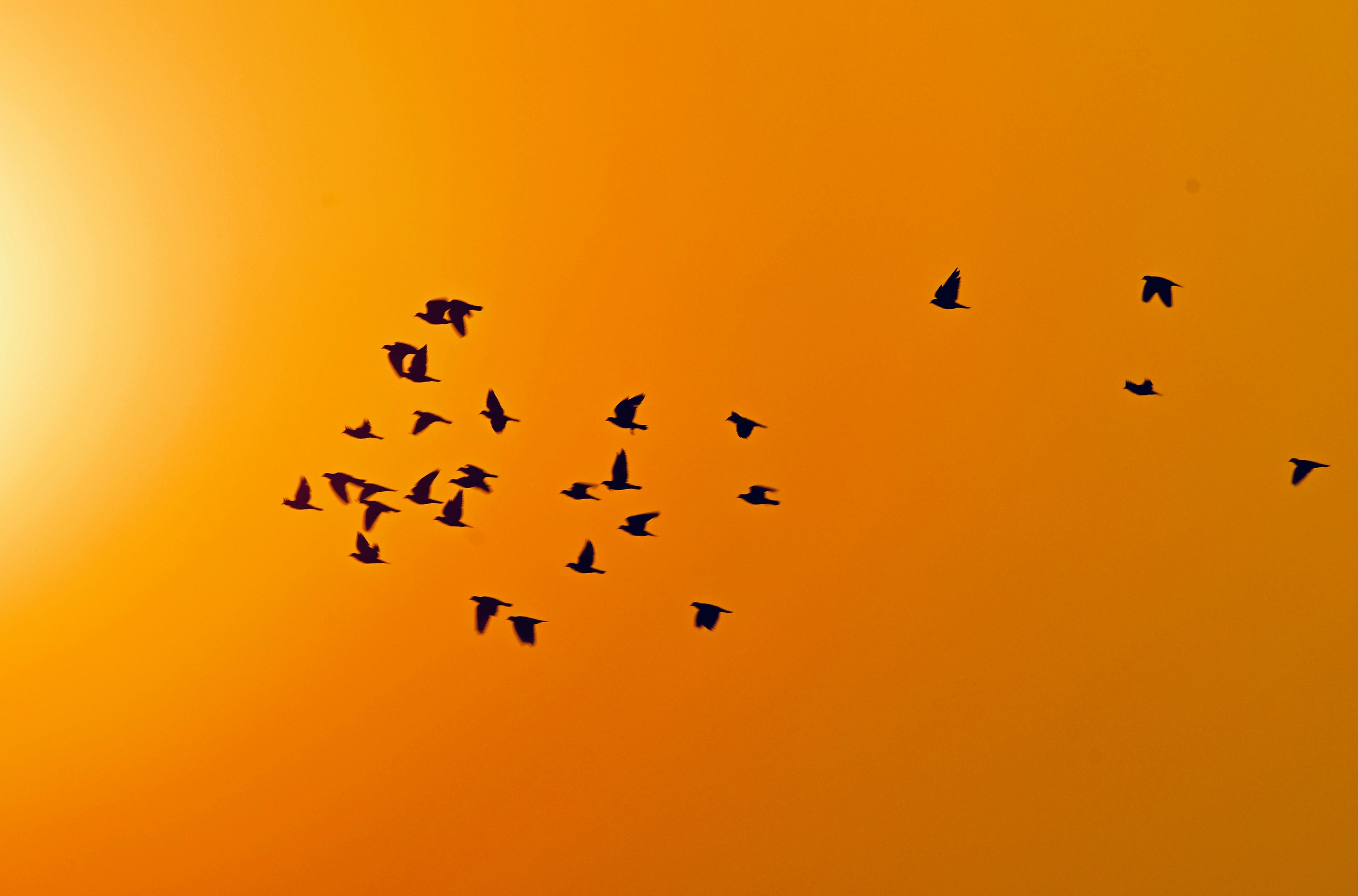 Birds flying under blue sky during daytime photo – Free Animal Image on ...