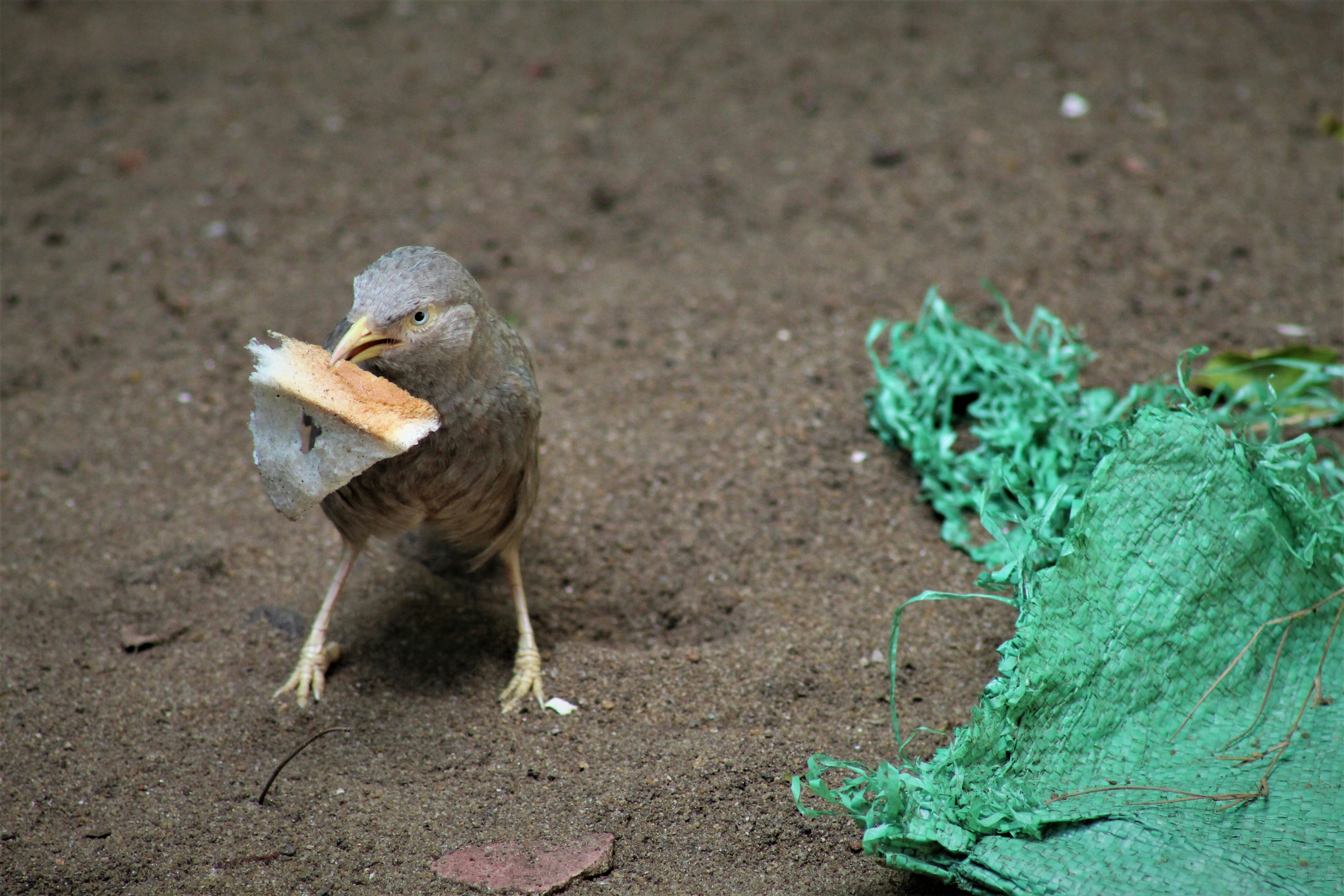A bird holds a piece of bread in its beak while standing on sandy ground, surrounded by green fabric remnants.