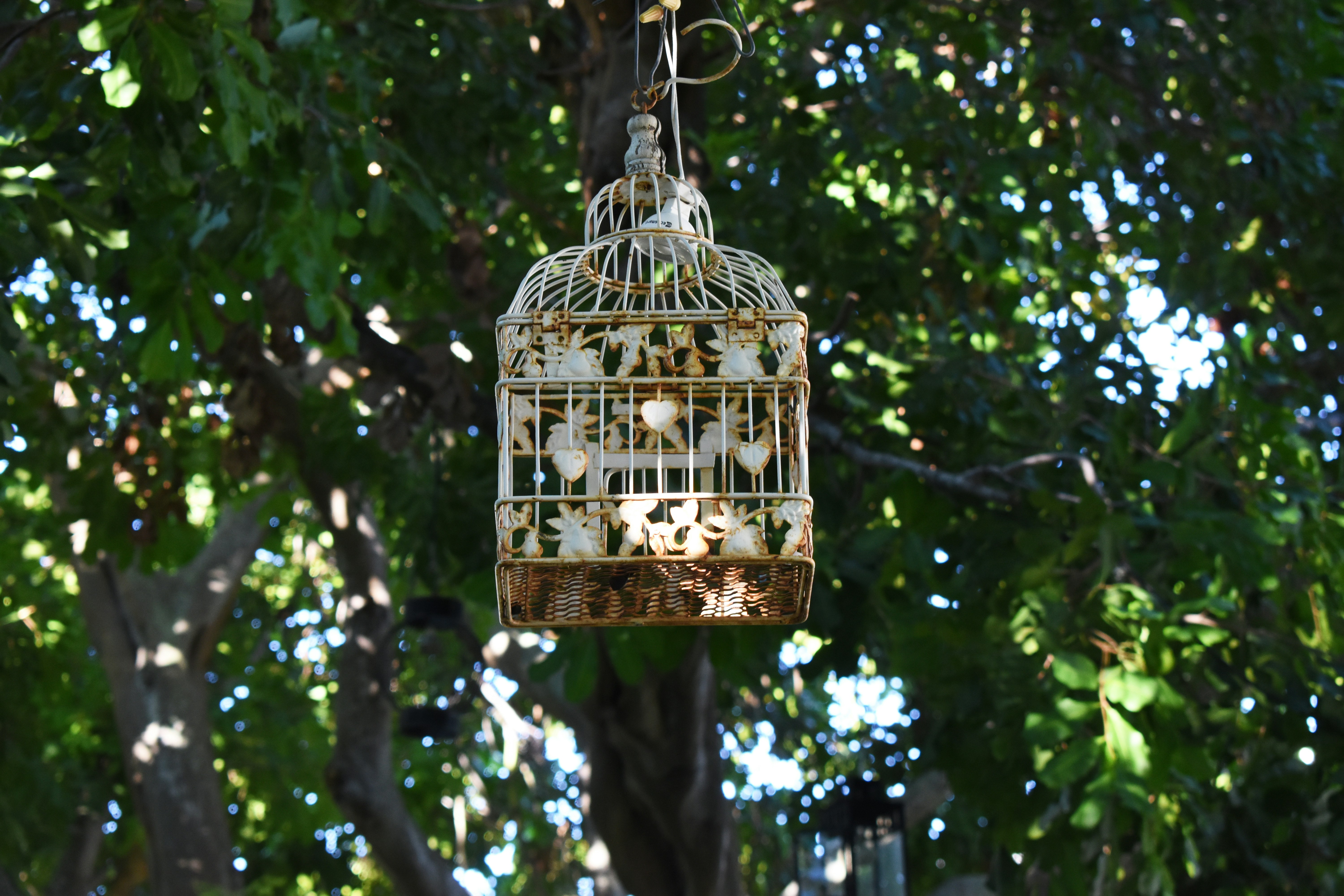 A vintage birdcage adorned with flowers, suspended among lush green foliage, inviting a serene atmosphere.