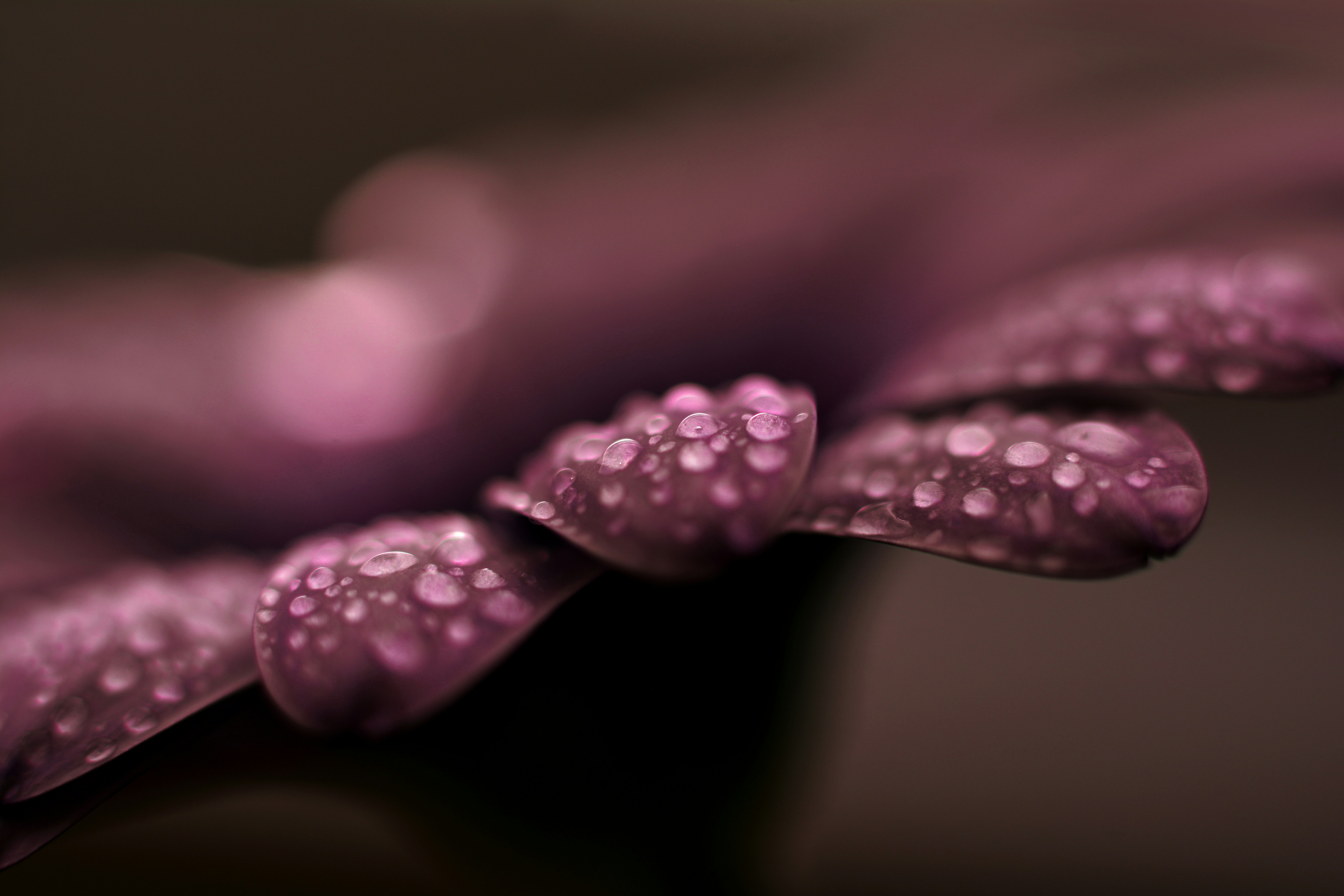 Close-up of purple flower petals adorned with dewdrops, set against a soft-focus background.