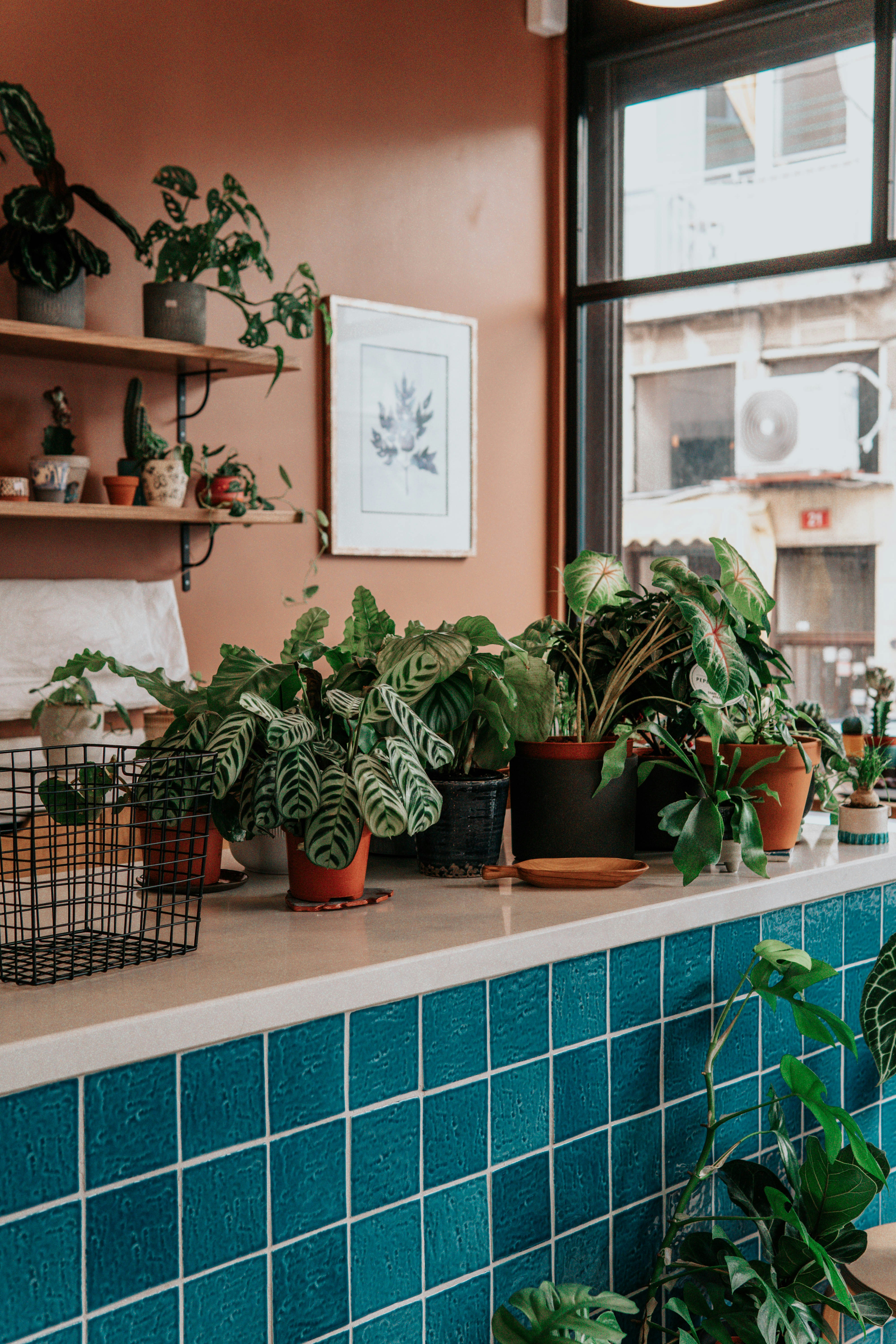 Lush indoor plants adorn a countertop in a cozy café, complemented by a teal tiled backdrop and natural light streaming through large windows.