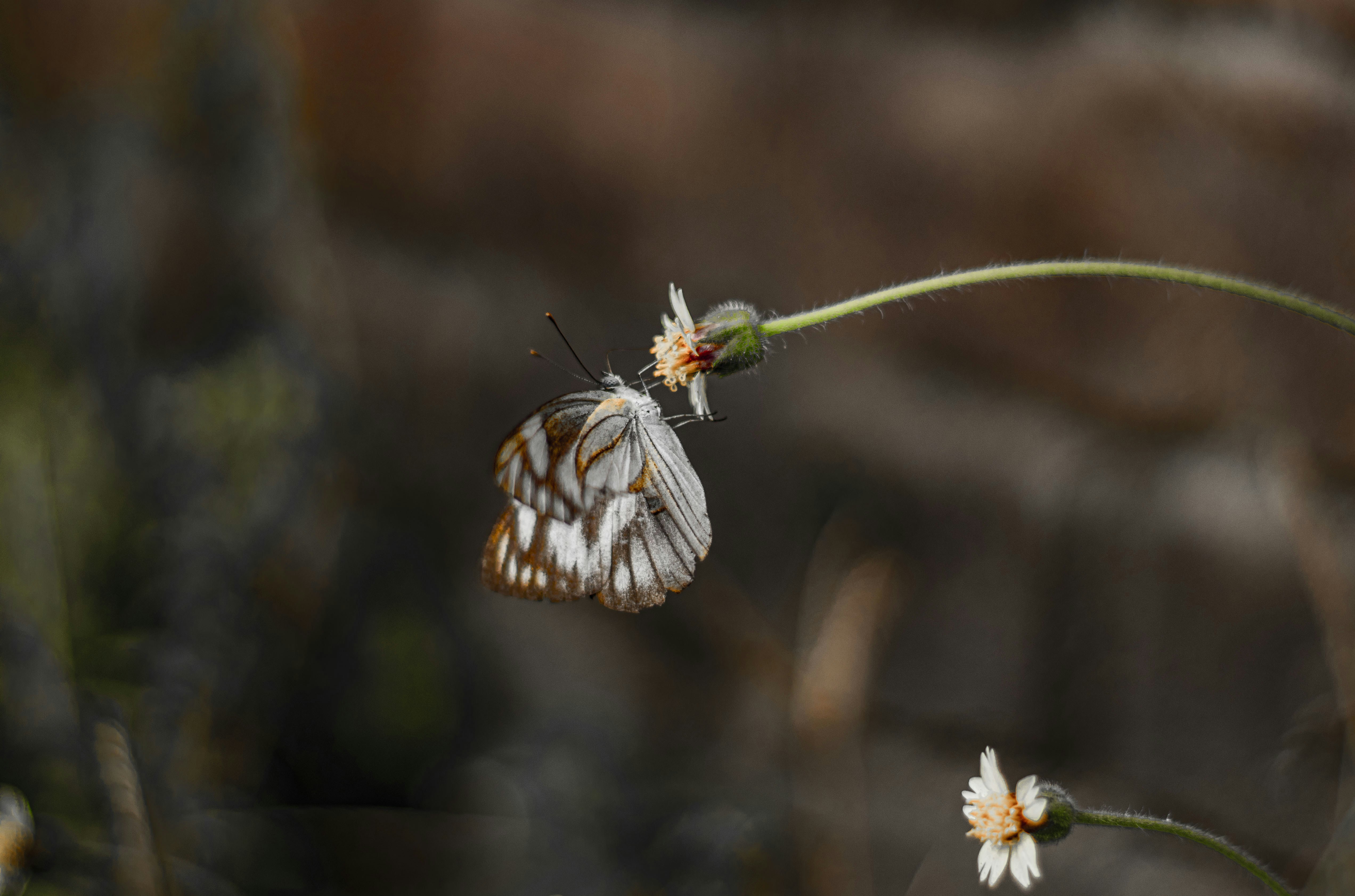 Veil-Wing Pause: A Tiny Butterfly Clings to a Needle-Thin Stem